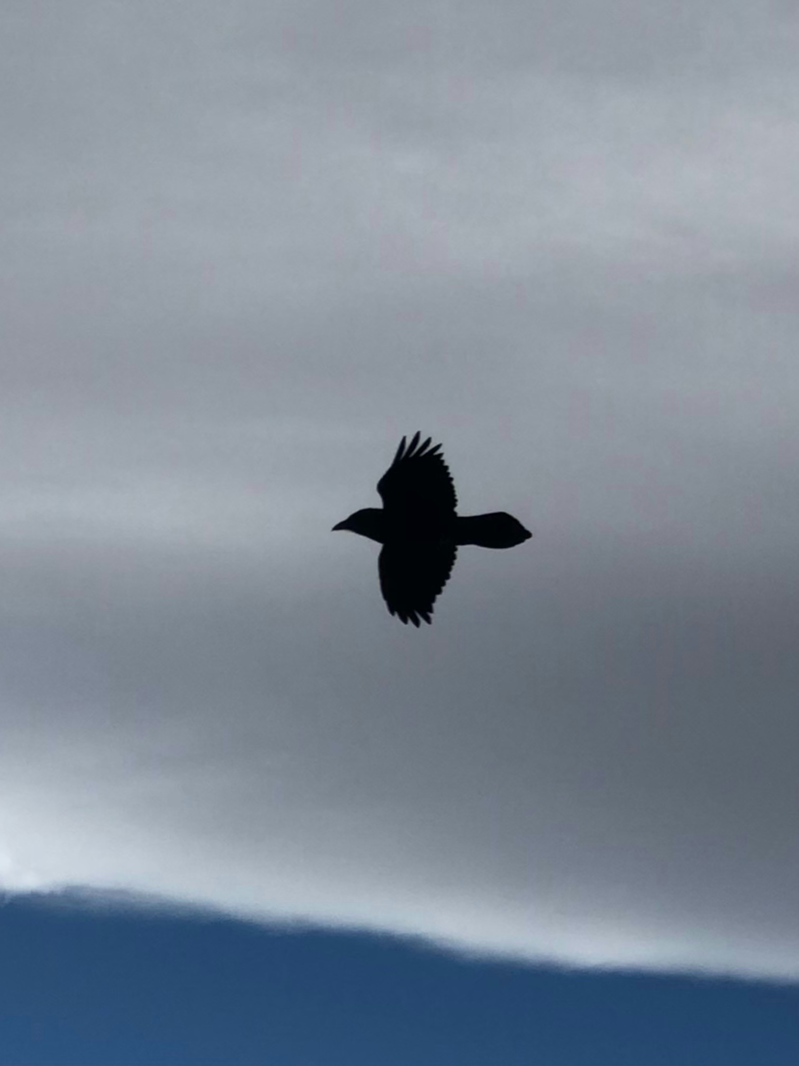 Silent Soar: The Shadow of Freedom