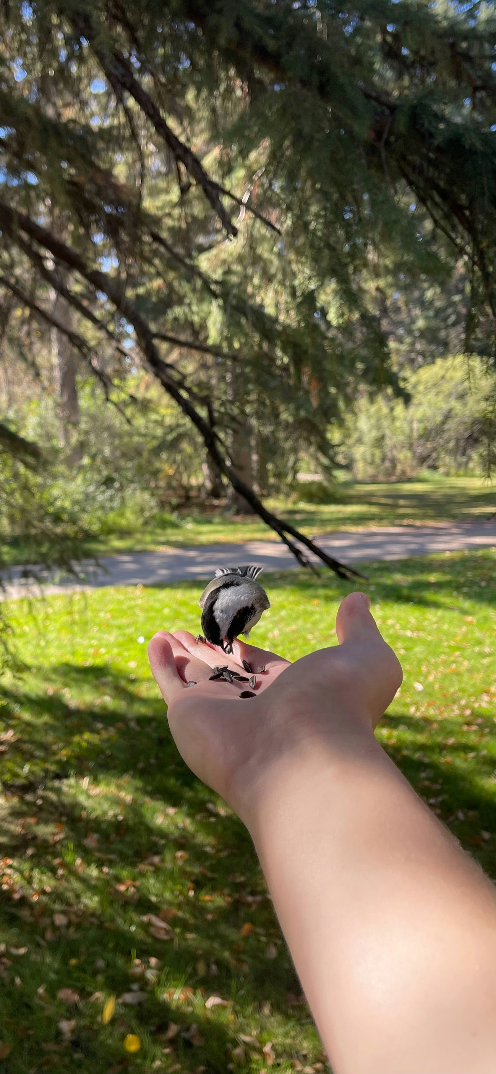 Tiny Black-and-White Bird Perched on a Sunlit Palm in a Park