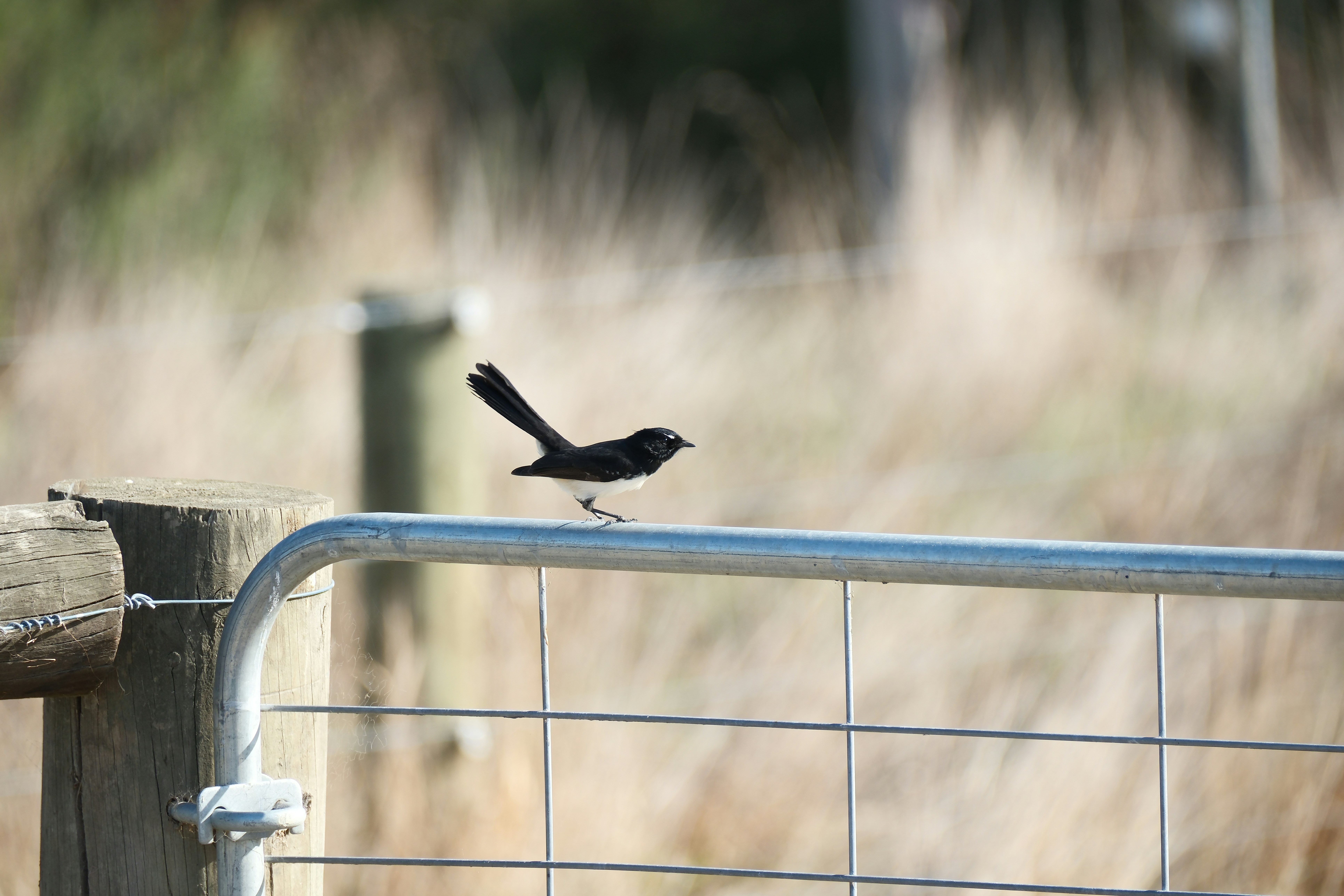 Photo by Walter Coppola with Fujifilm X-H2