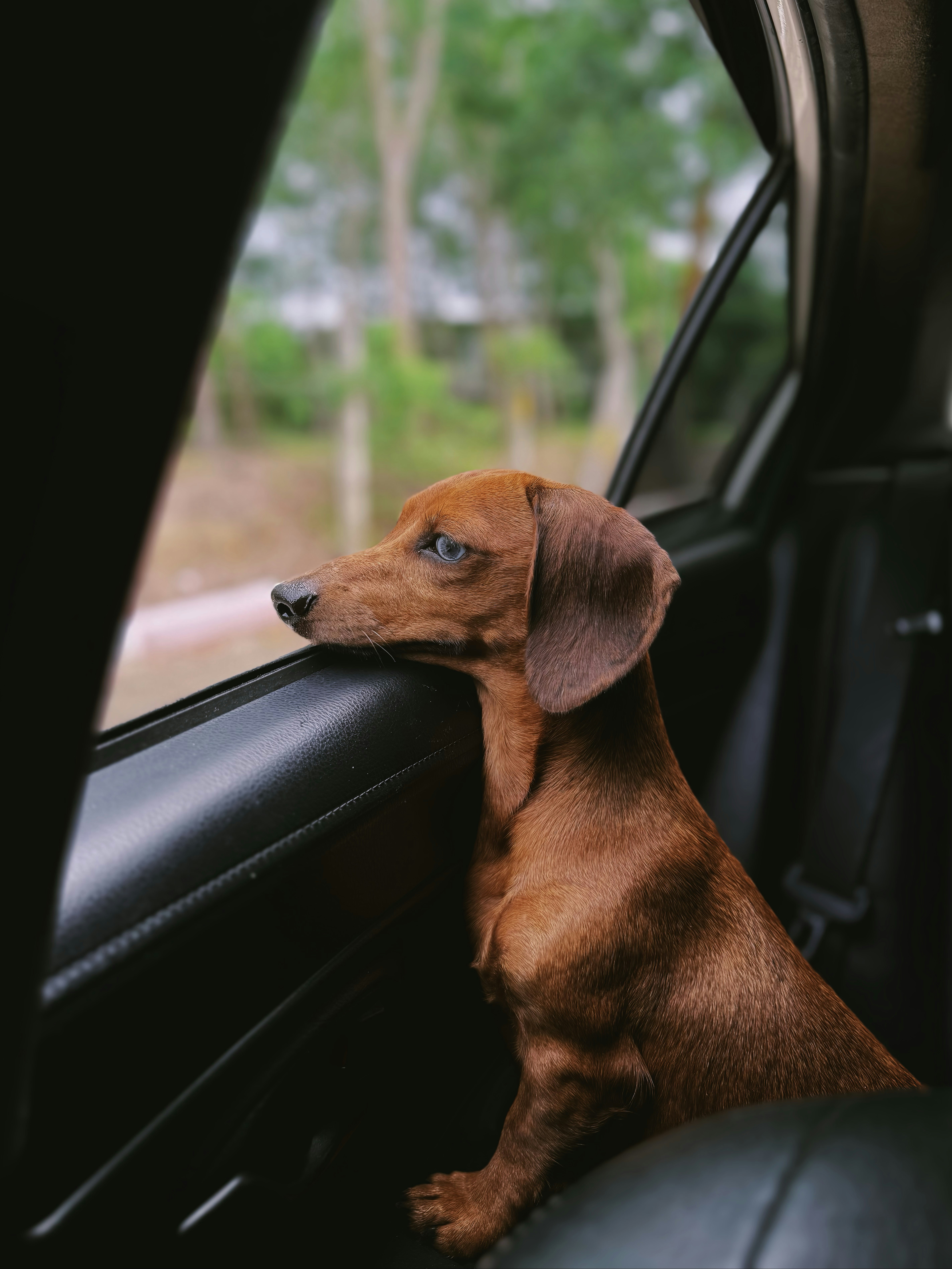 A curious dachshund gazes out the car window, lost in thought as the world rushes by. Captured in natural light, this tender moment highlights the quiet companionship and wonder dogs bring into our lives.