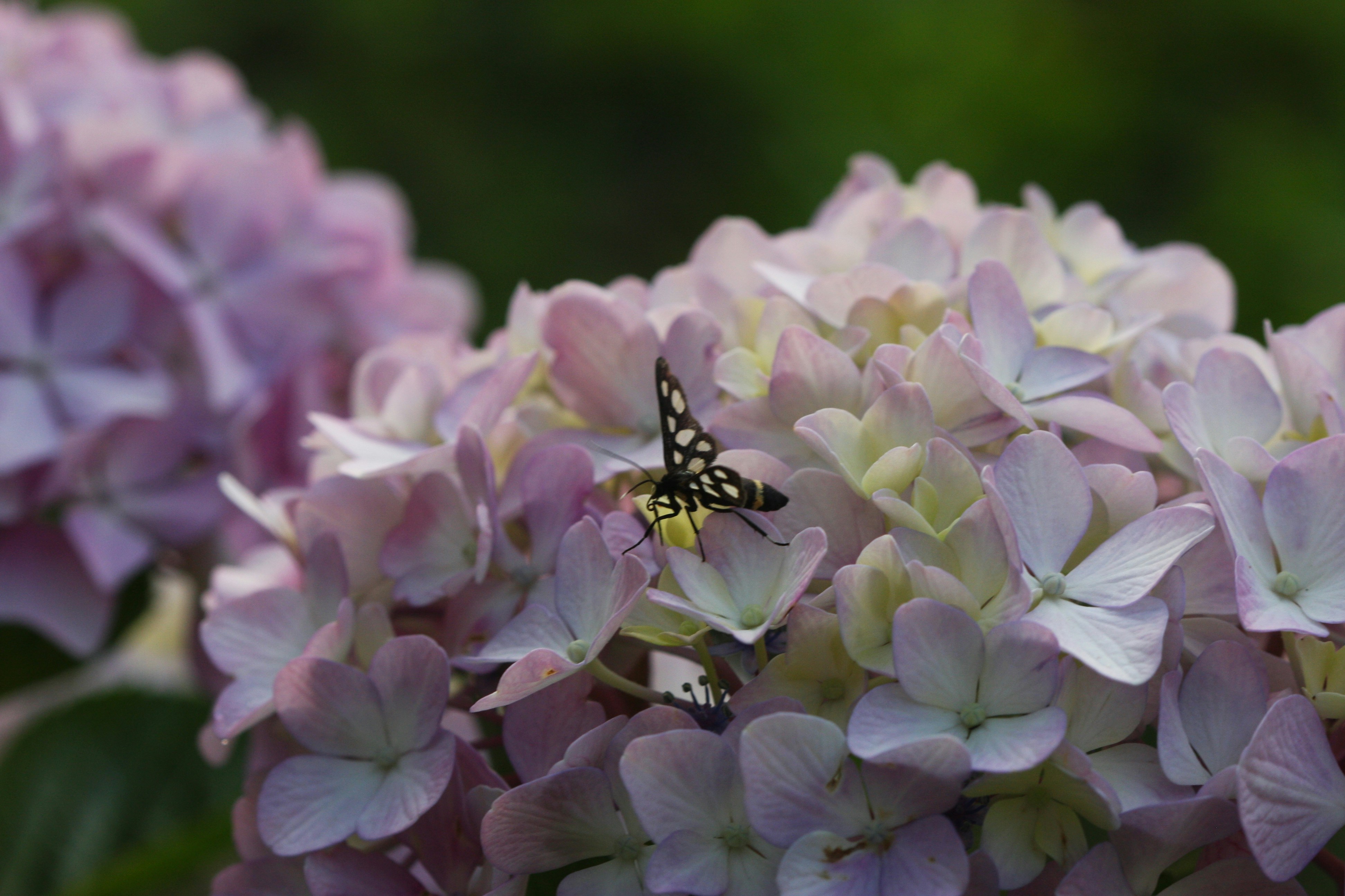 Butterfly on pastel hydrangea bloom