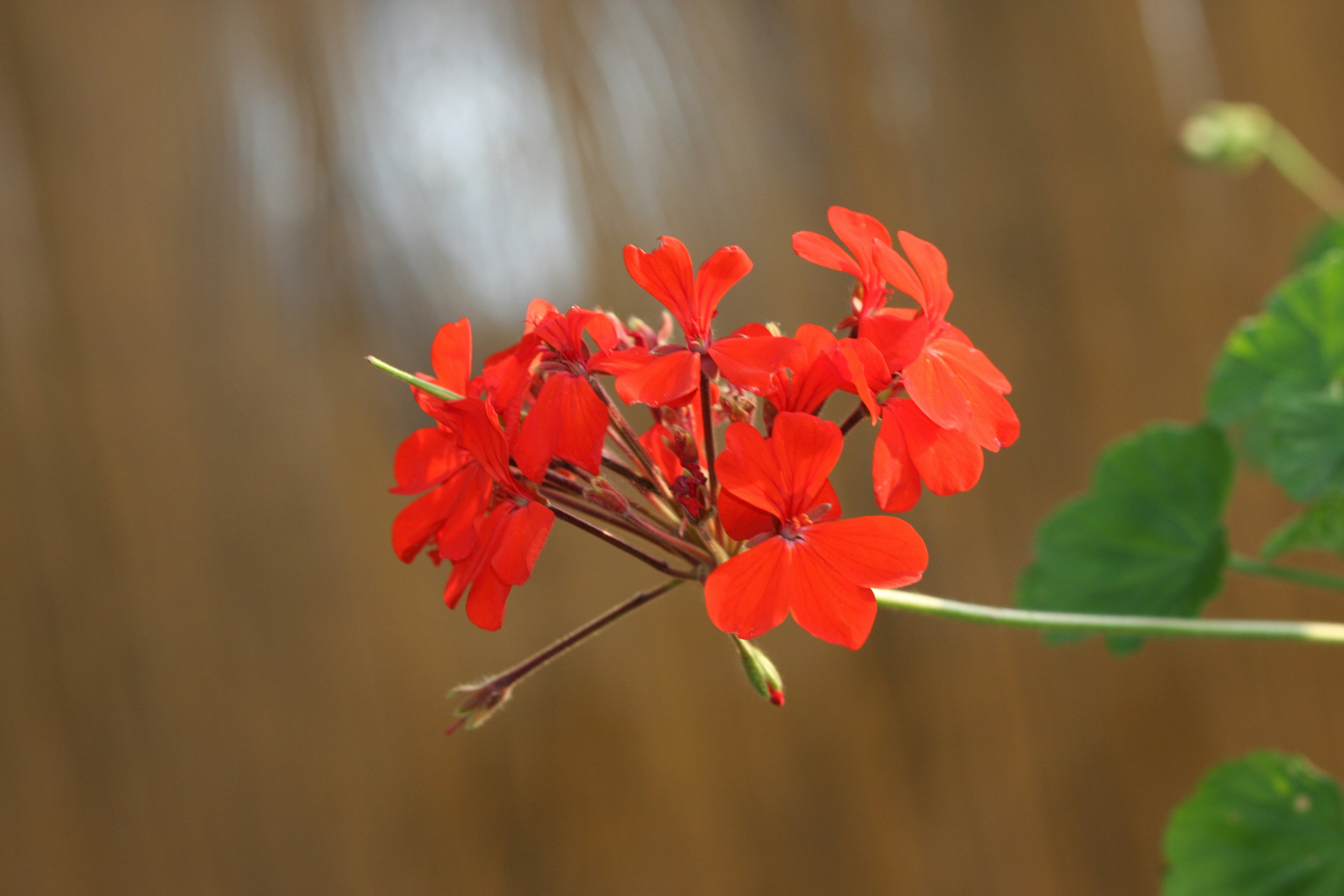 Scarlet geranium cluster against a sun-warmed wooden backdrop