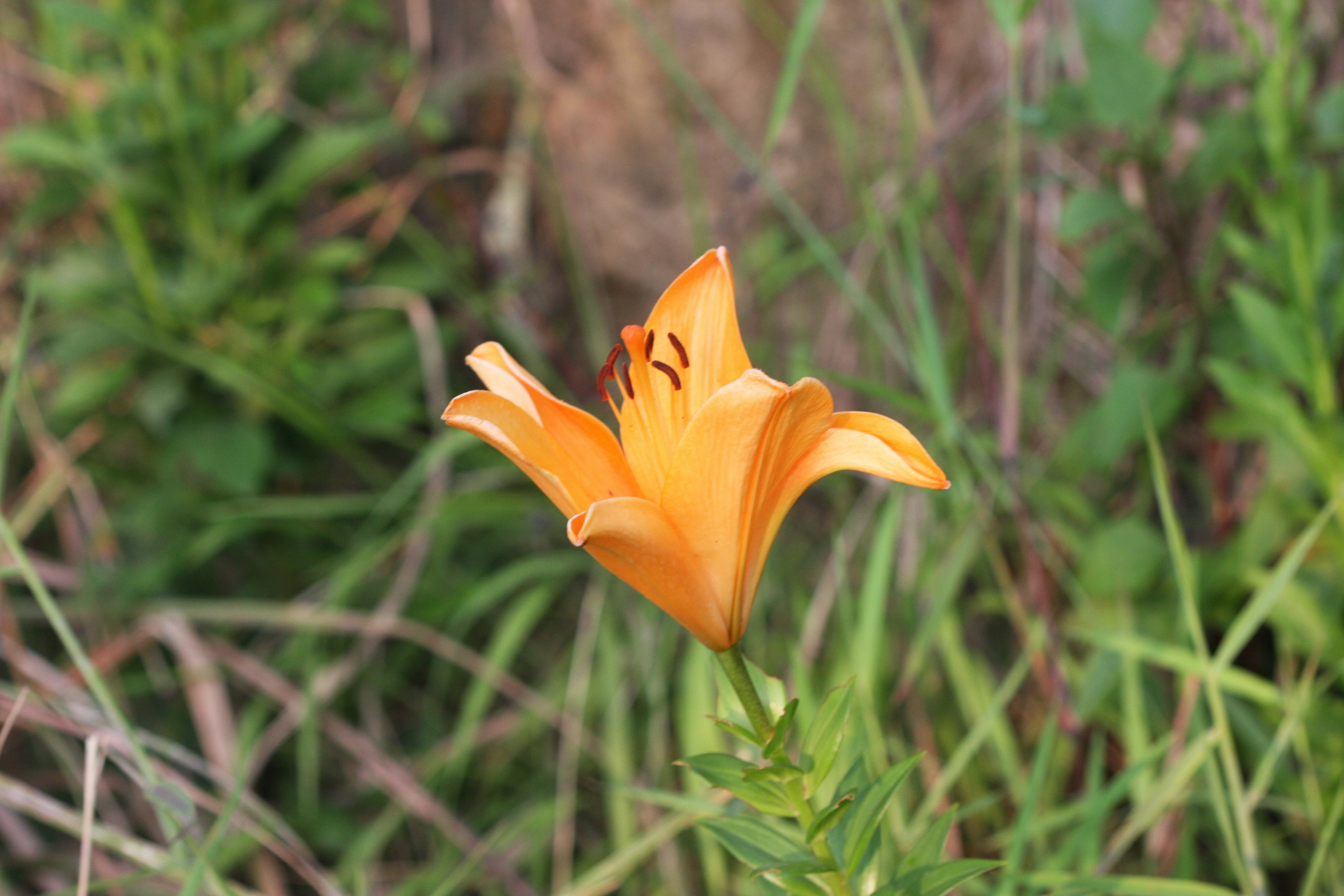 Amber Lily Breaks Through the Meadow's Green Veil