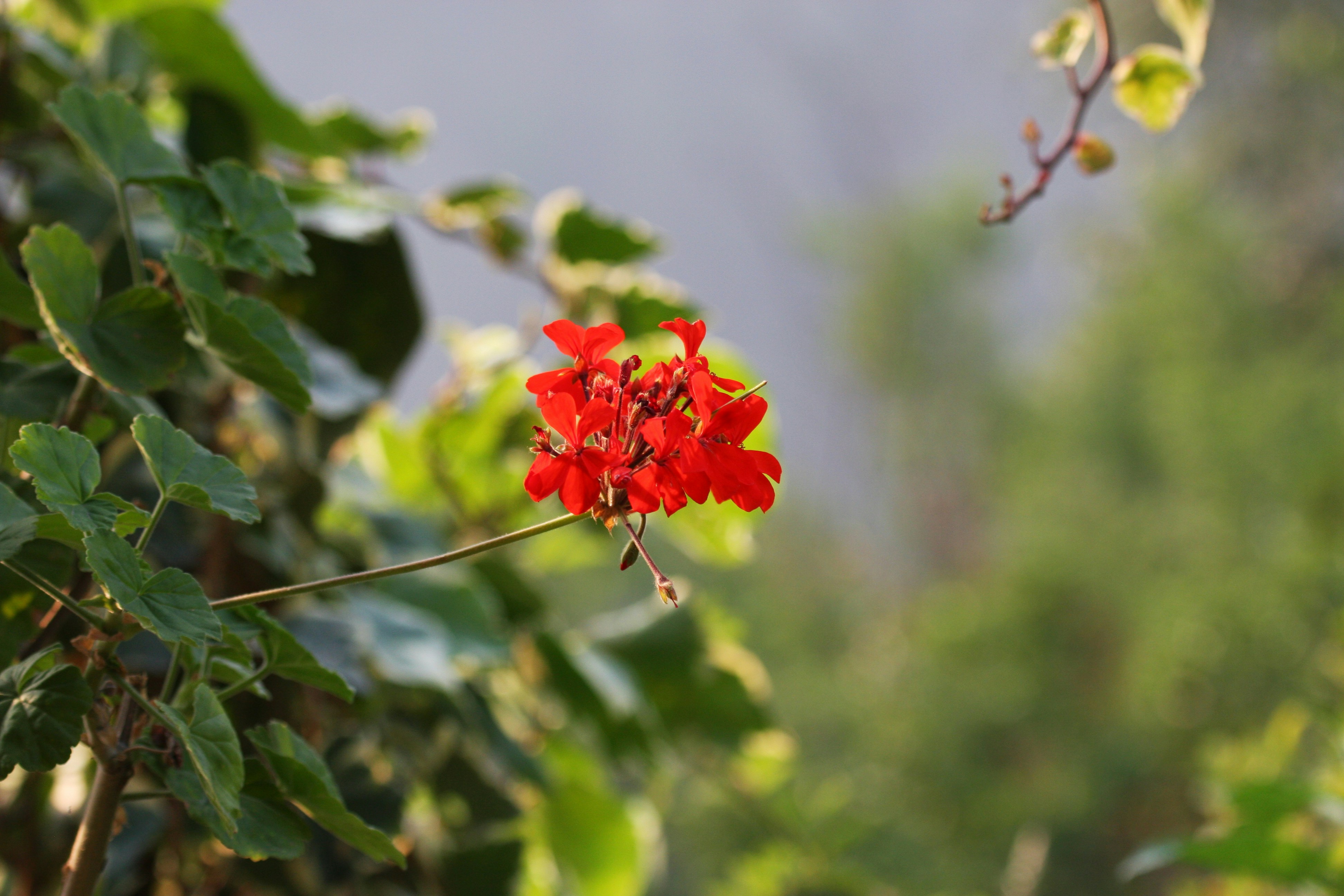 A bright red flower blooms among lush green leaves.