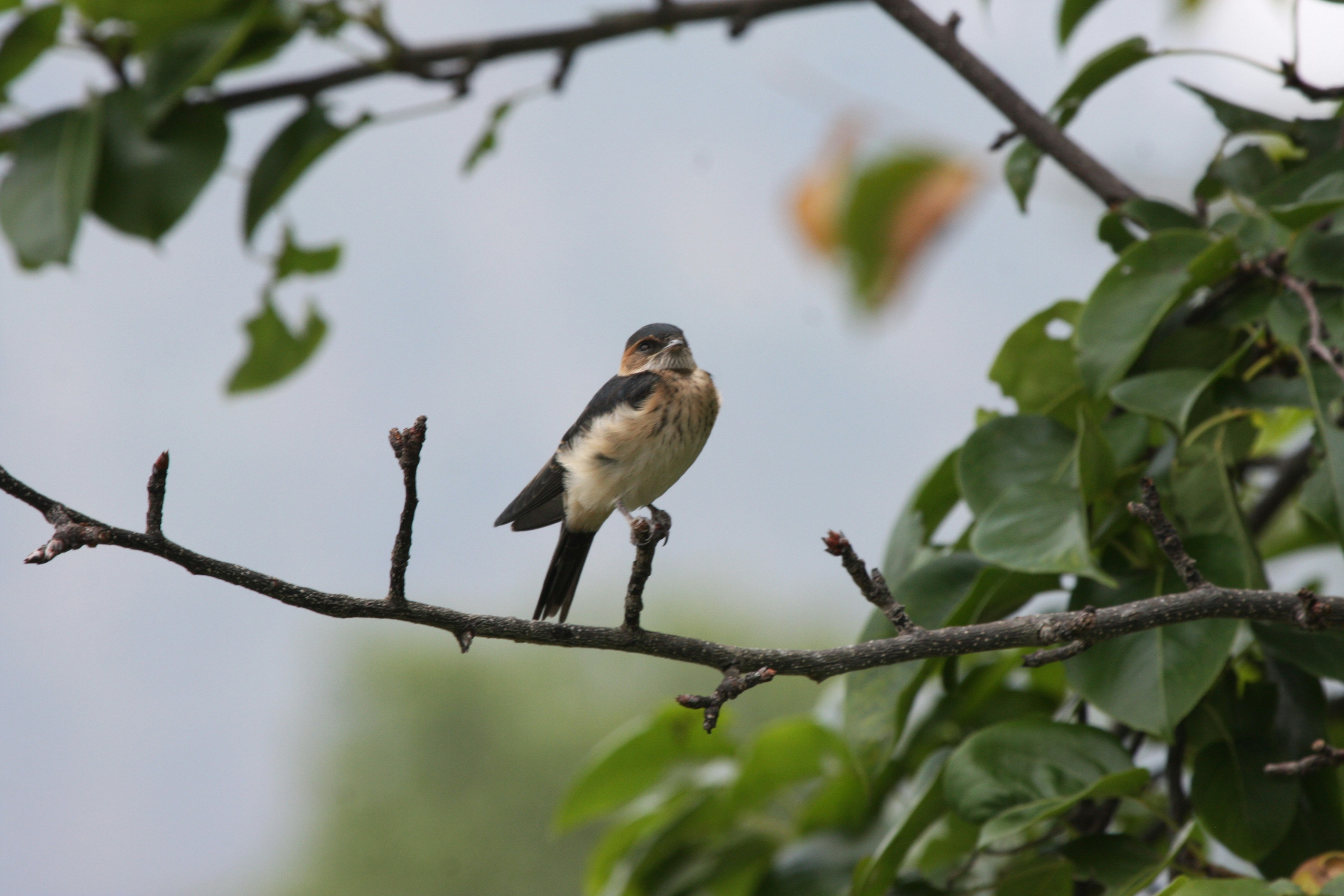 Suyash Batra (@suyashbatra) | Comunidade de fotos da Unsplash