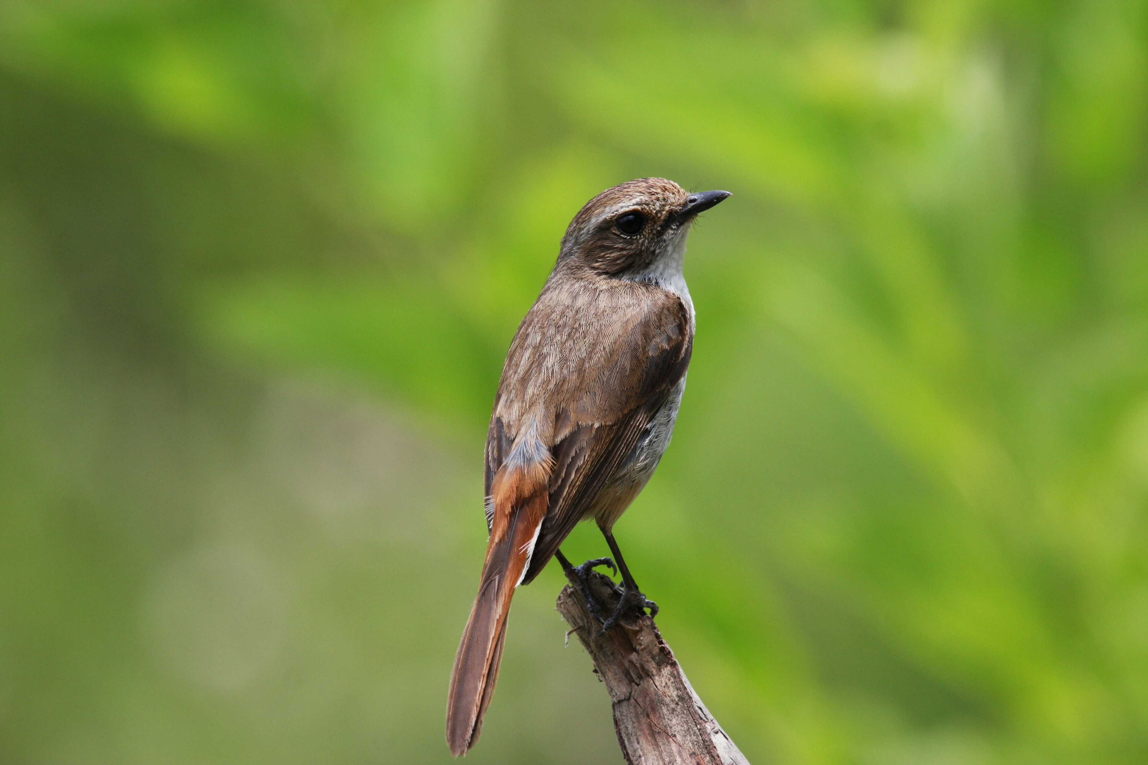 Suyash Batra (@suyashbatra) | Comunidade de fotos da Unsplash