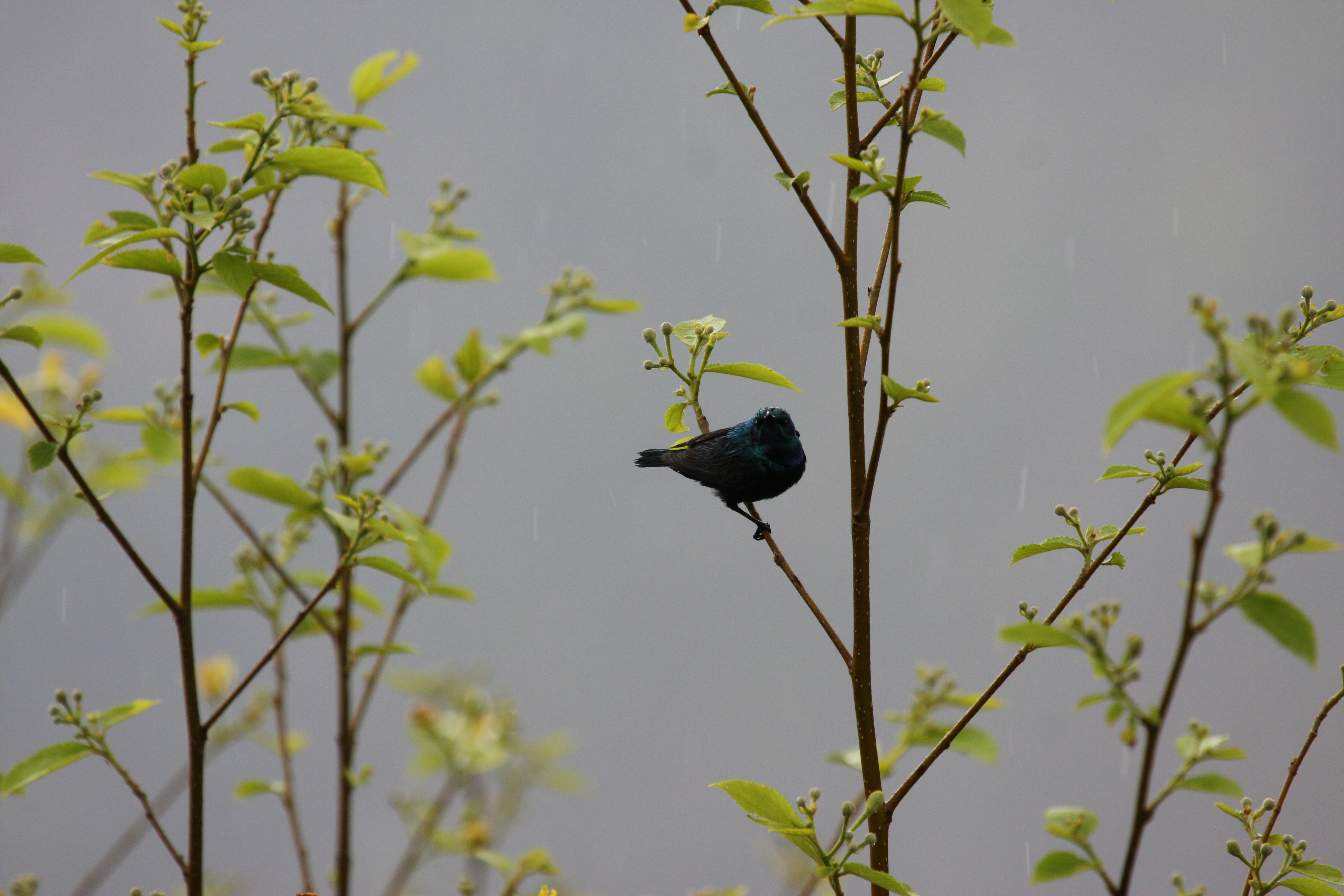 Rainy Perch: a Blue-green Warbler amid Sprouting Branches