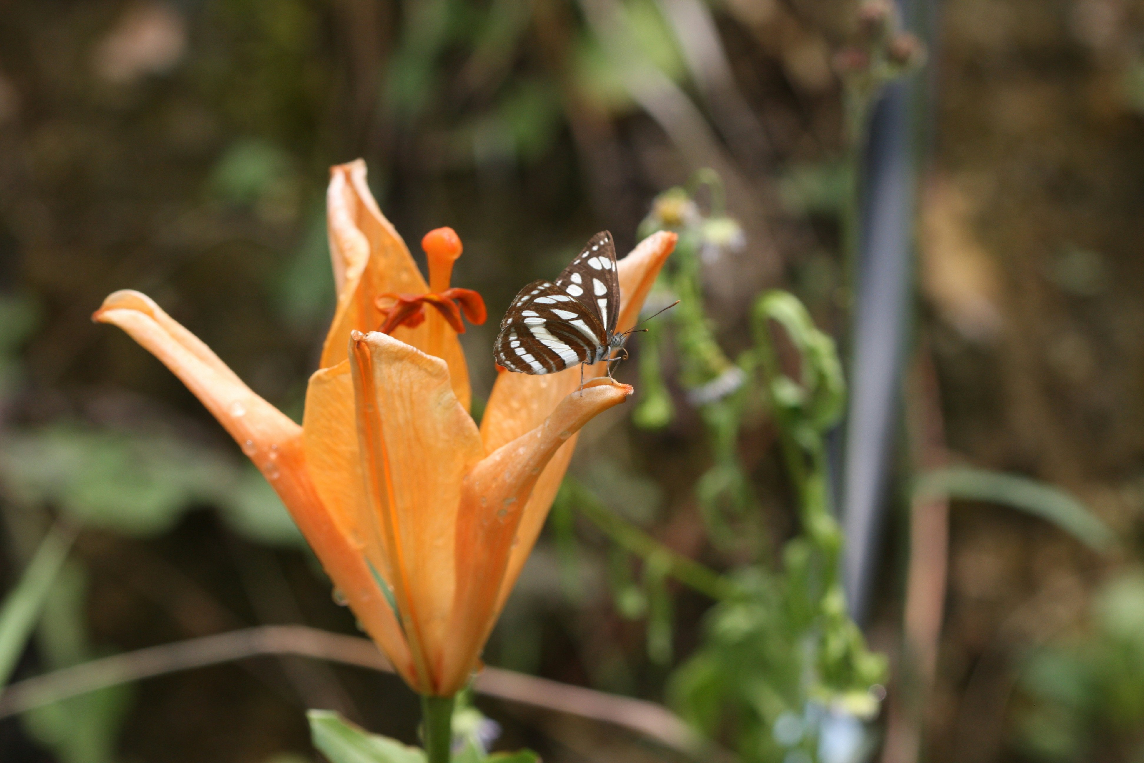 Butterfly on a Coral Orange Blossom