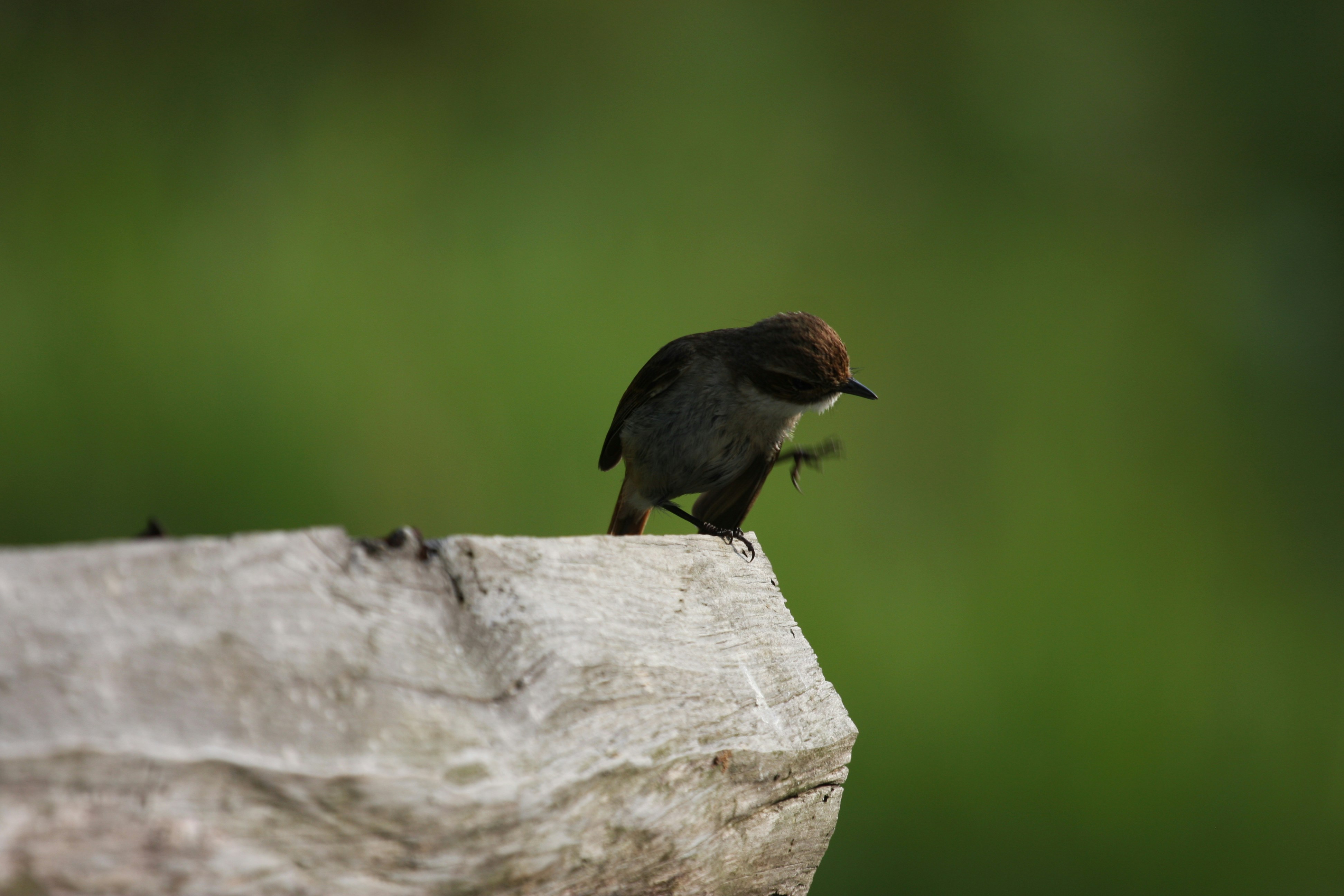 Nature's Quiet Observer