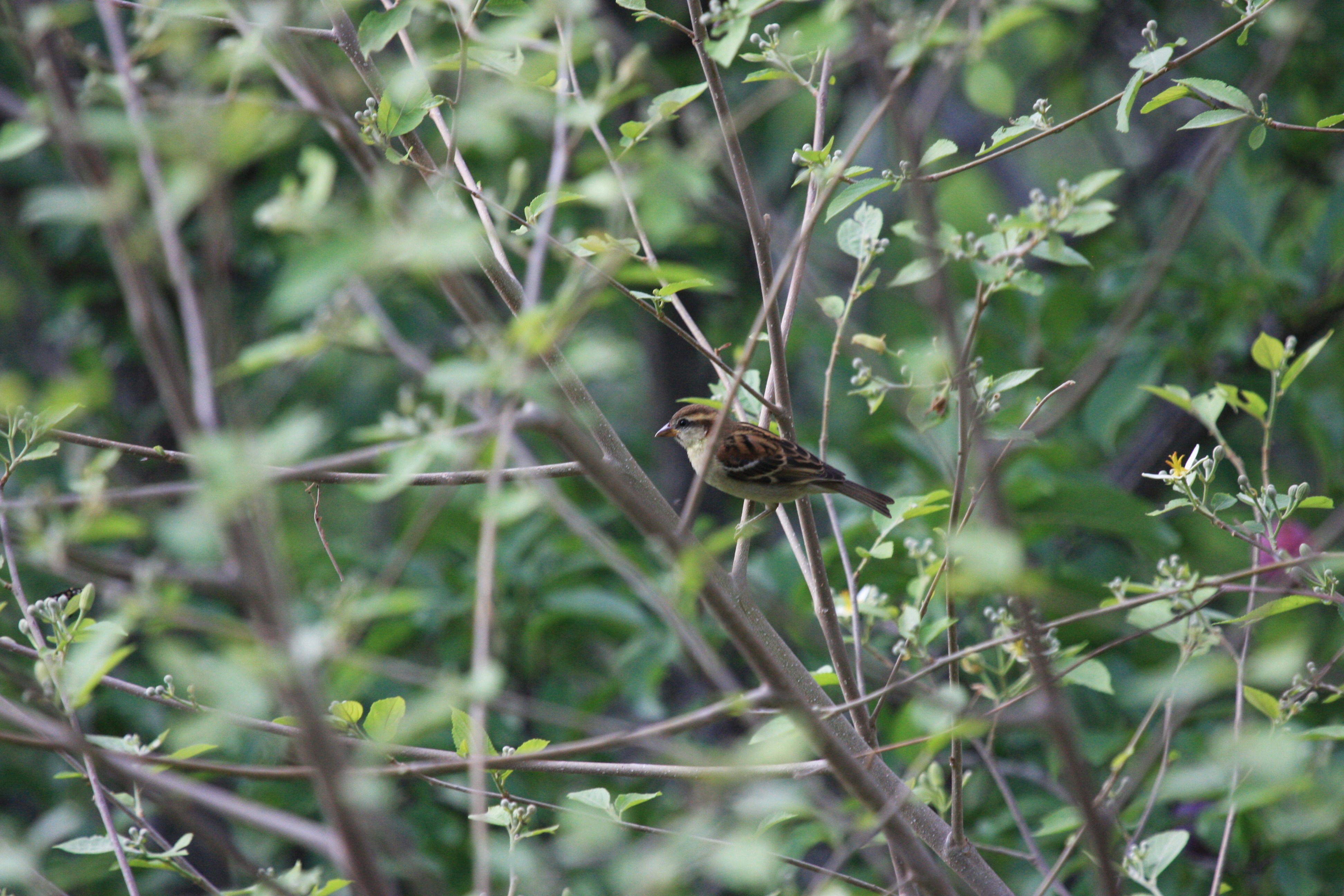 Photo by Suyash Batra with Canon EOS 40D