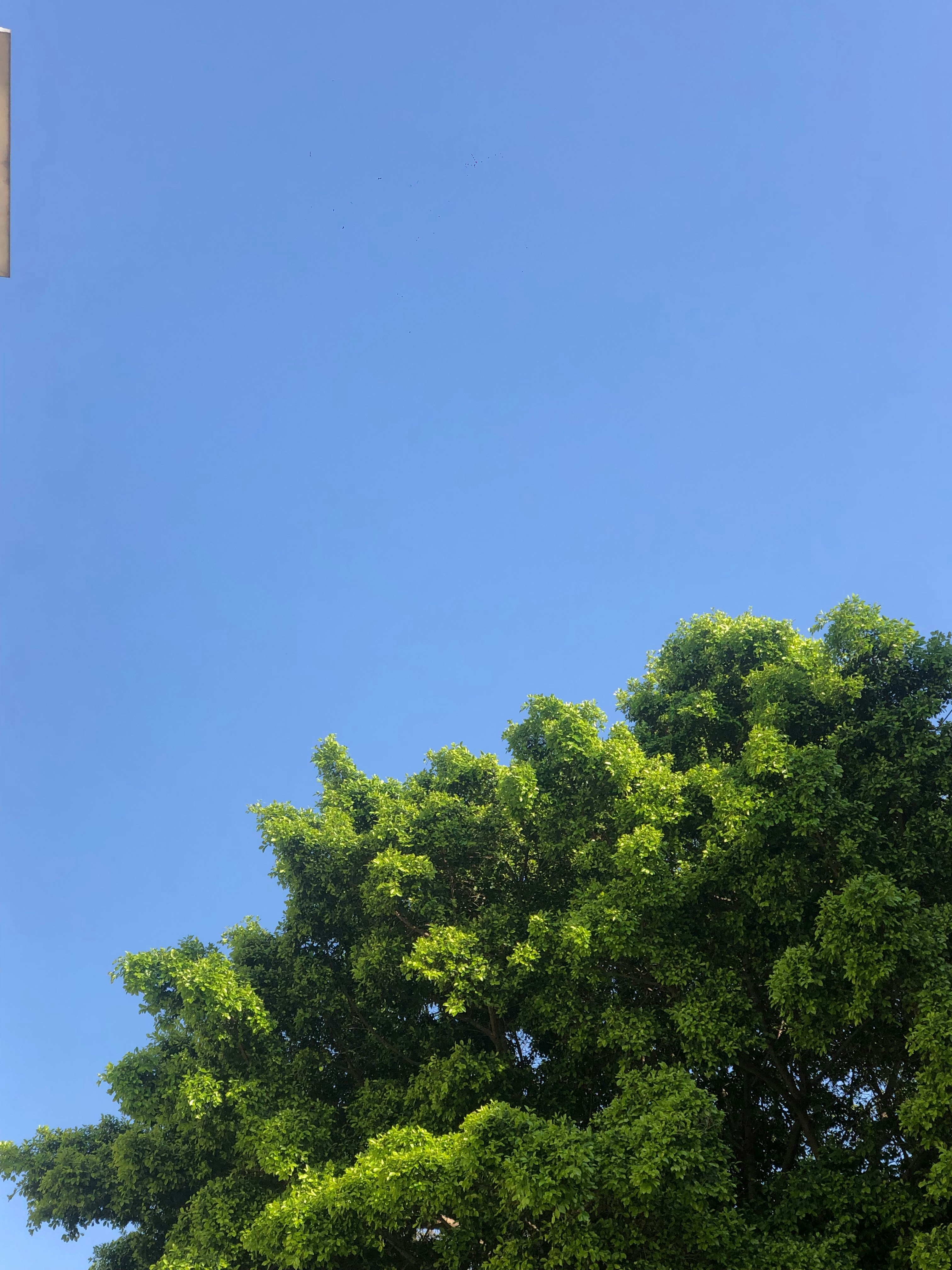 Verdant Canopy Under a Clear Sky