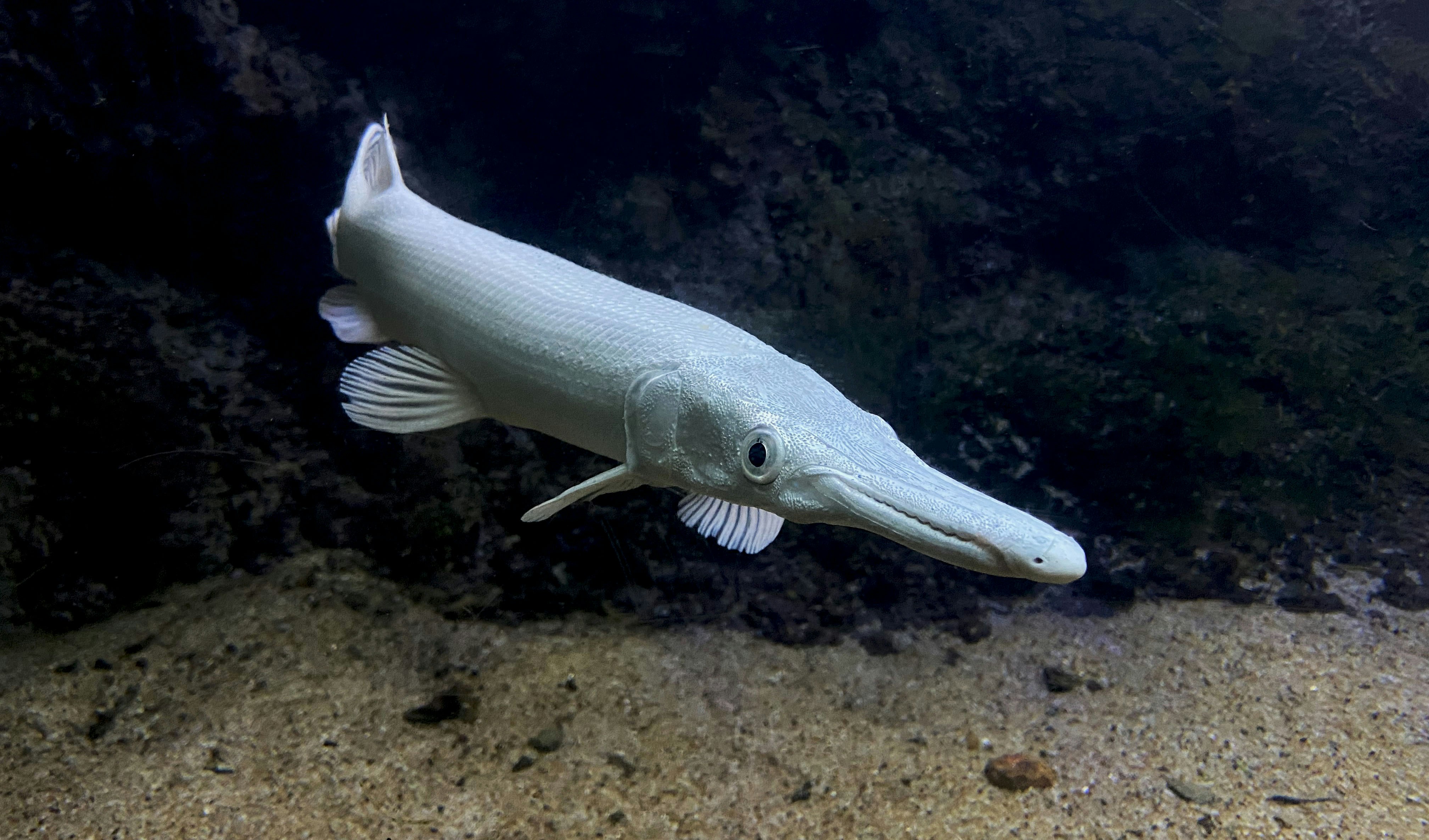 A long, white fish swims underwater. photo – Free White Image on Unsplash