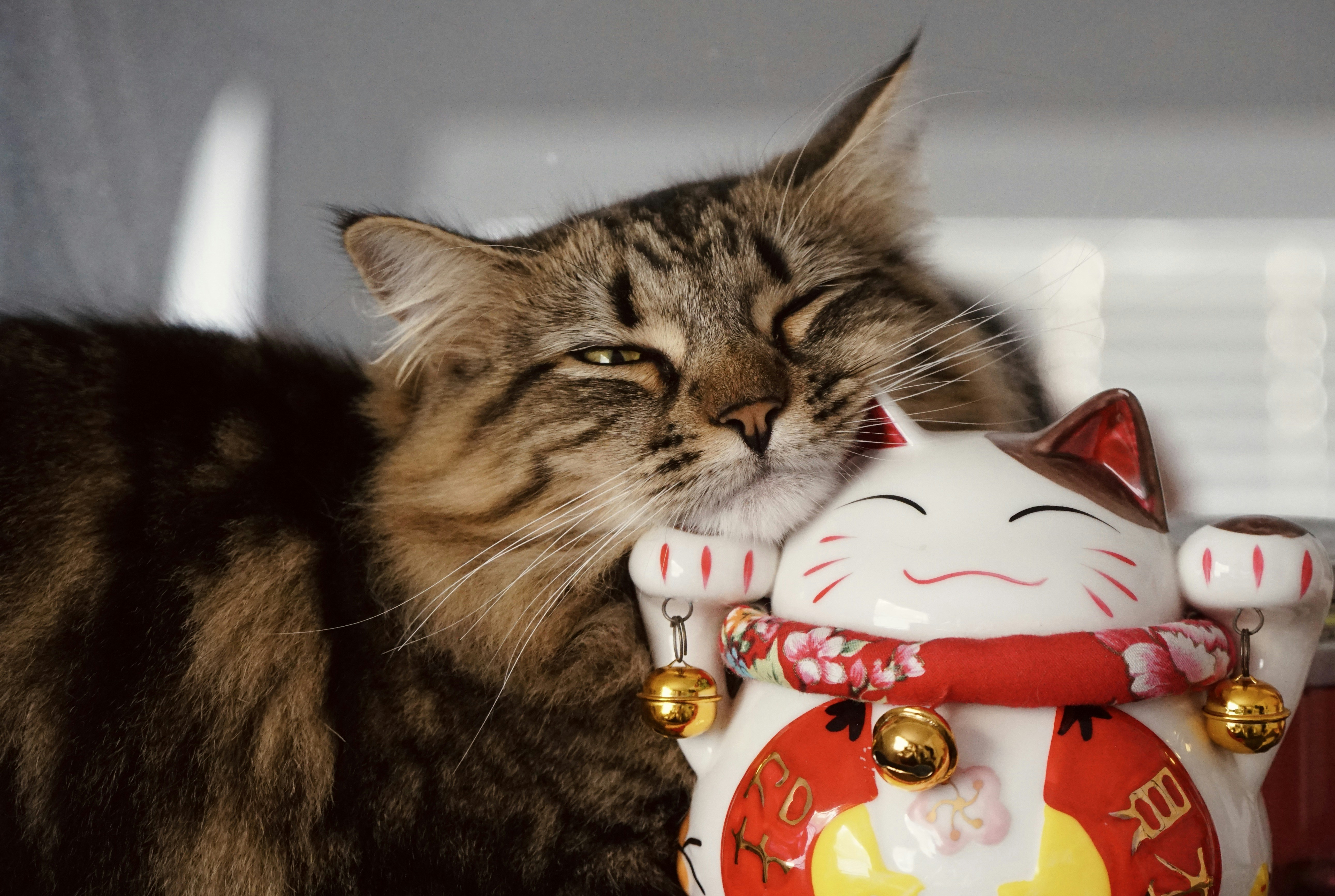 Whiskered Pause: Cat Nuzzles a Lucky Maneki-Neko