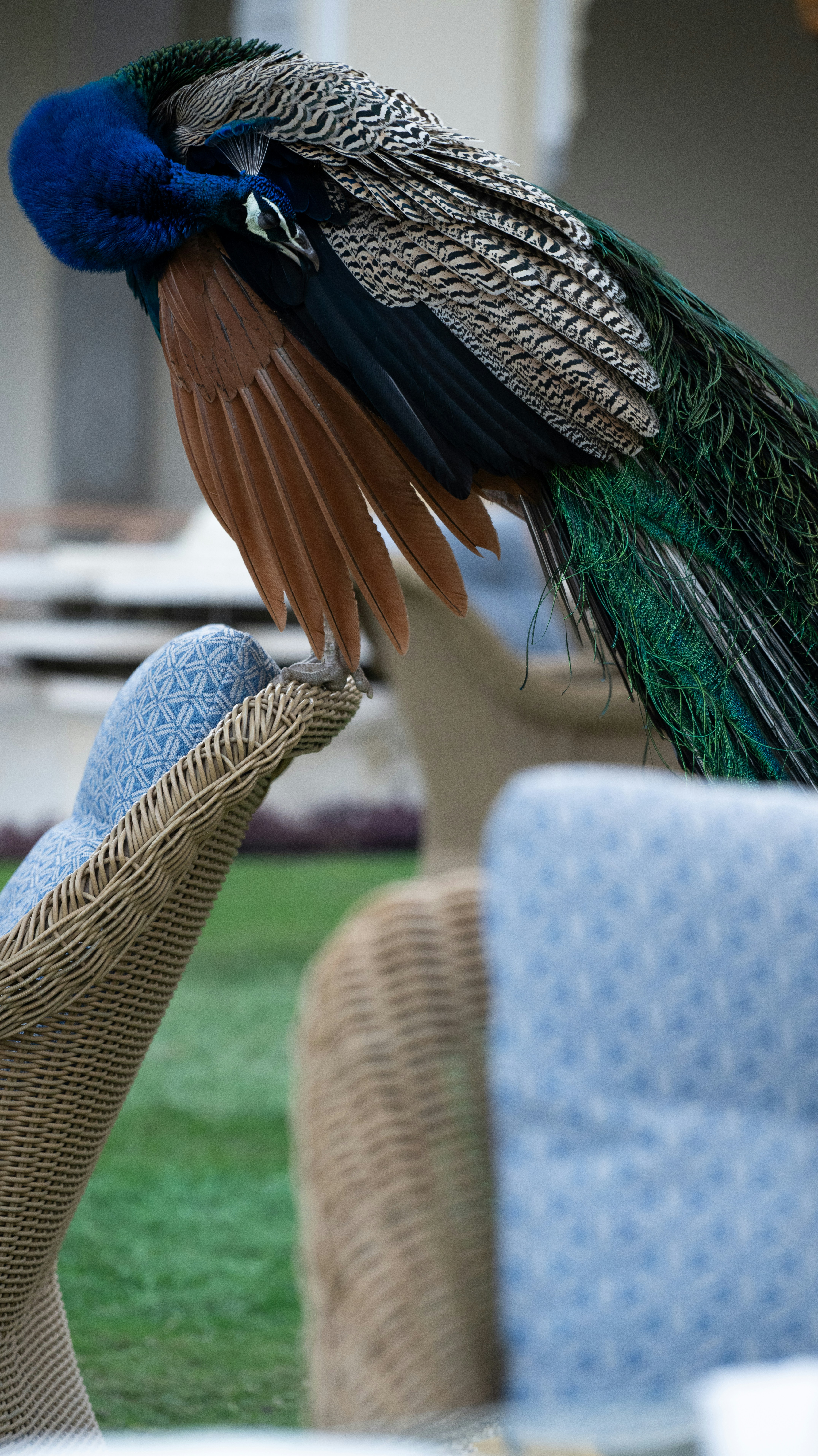 Feathered Gesture: A Peacock Morning Pause