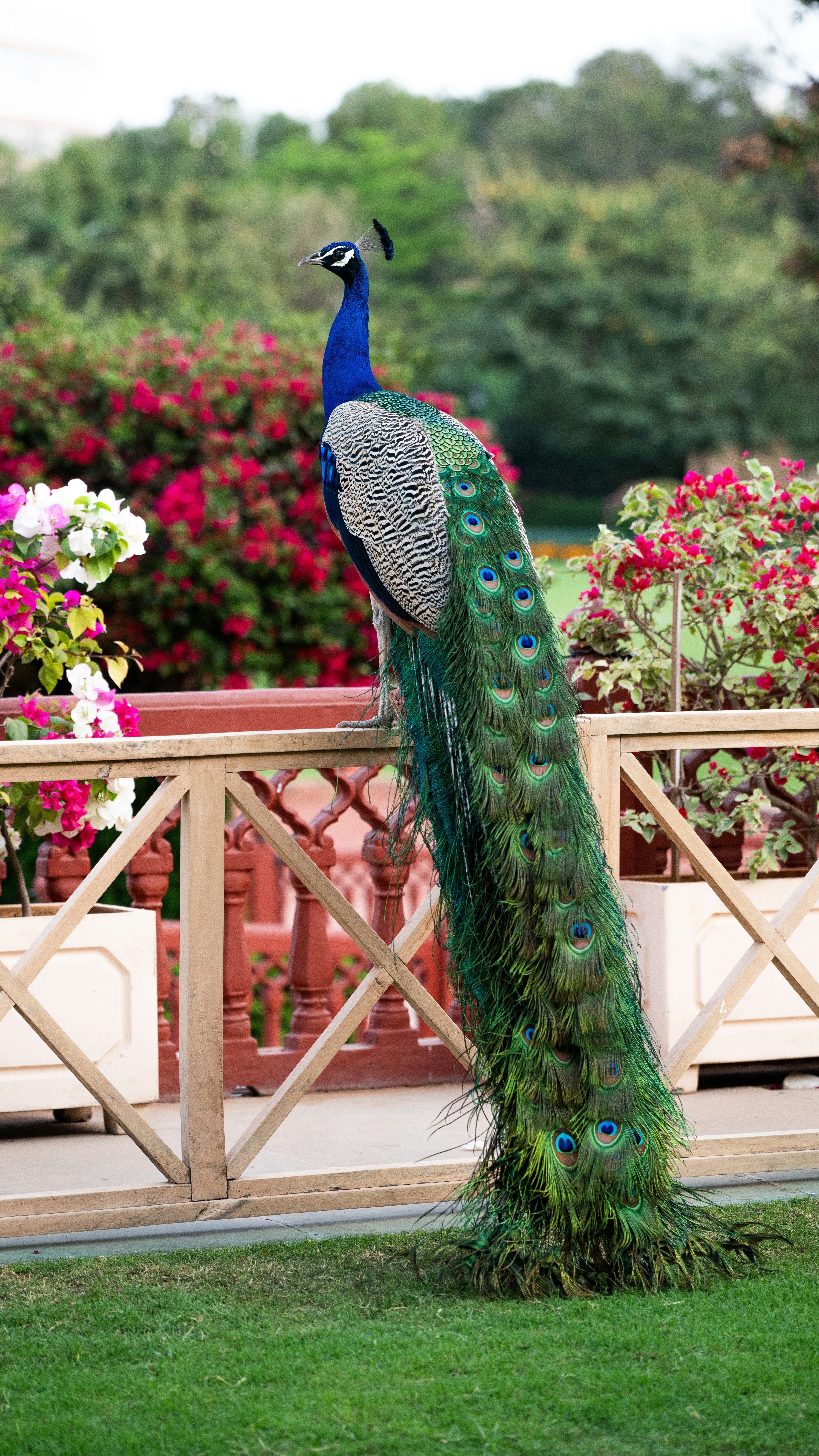 Emerald Crest Over the Veranda: A Peacock's Long Parade