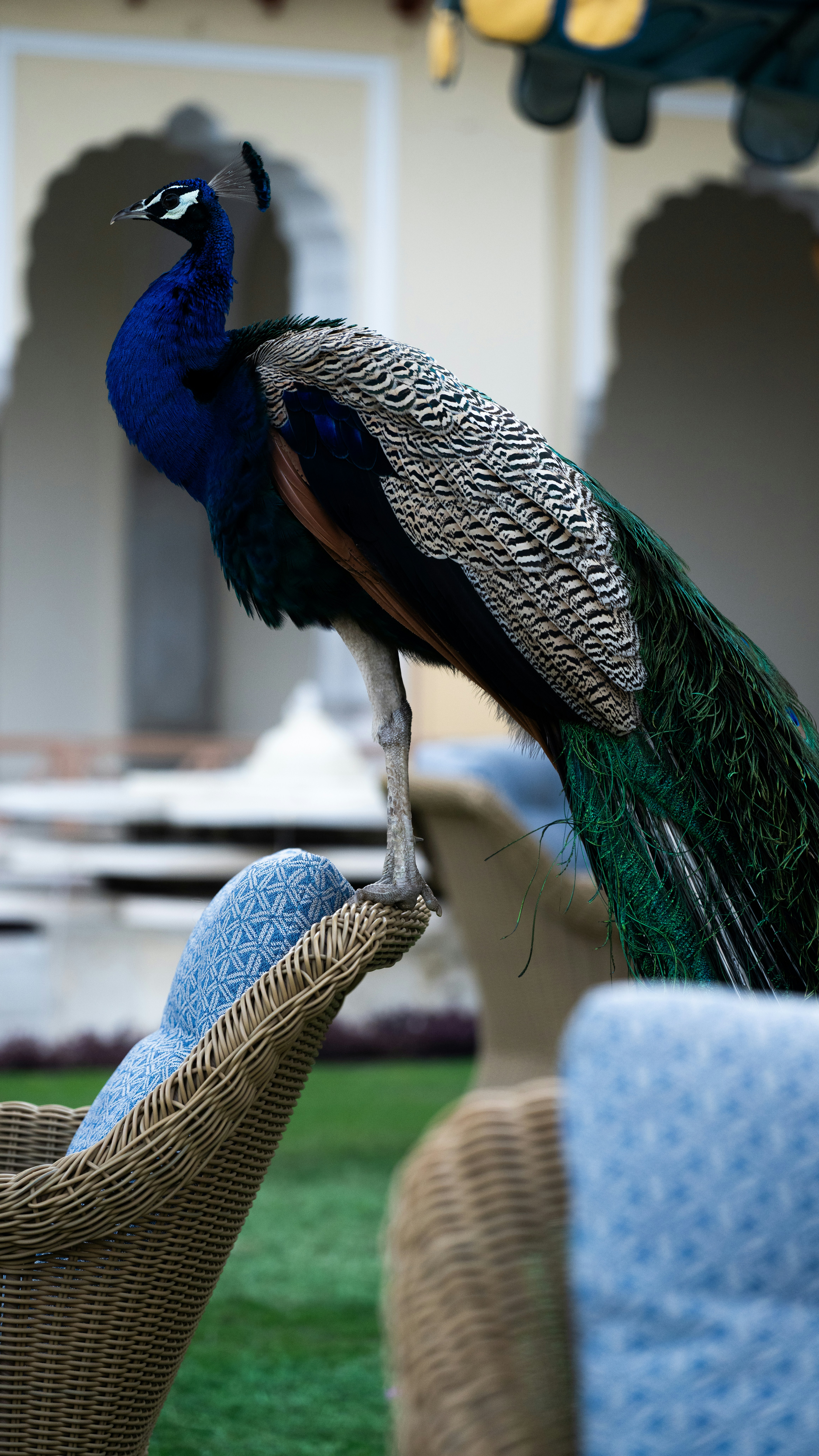 Royal Crest on a Wicker Throne: Peacock in a Quiet Courtyard