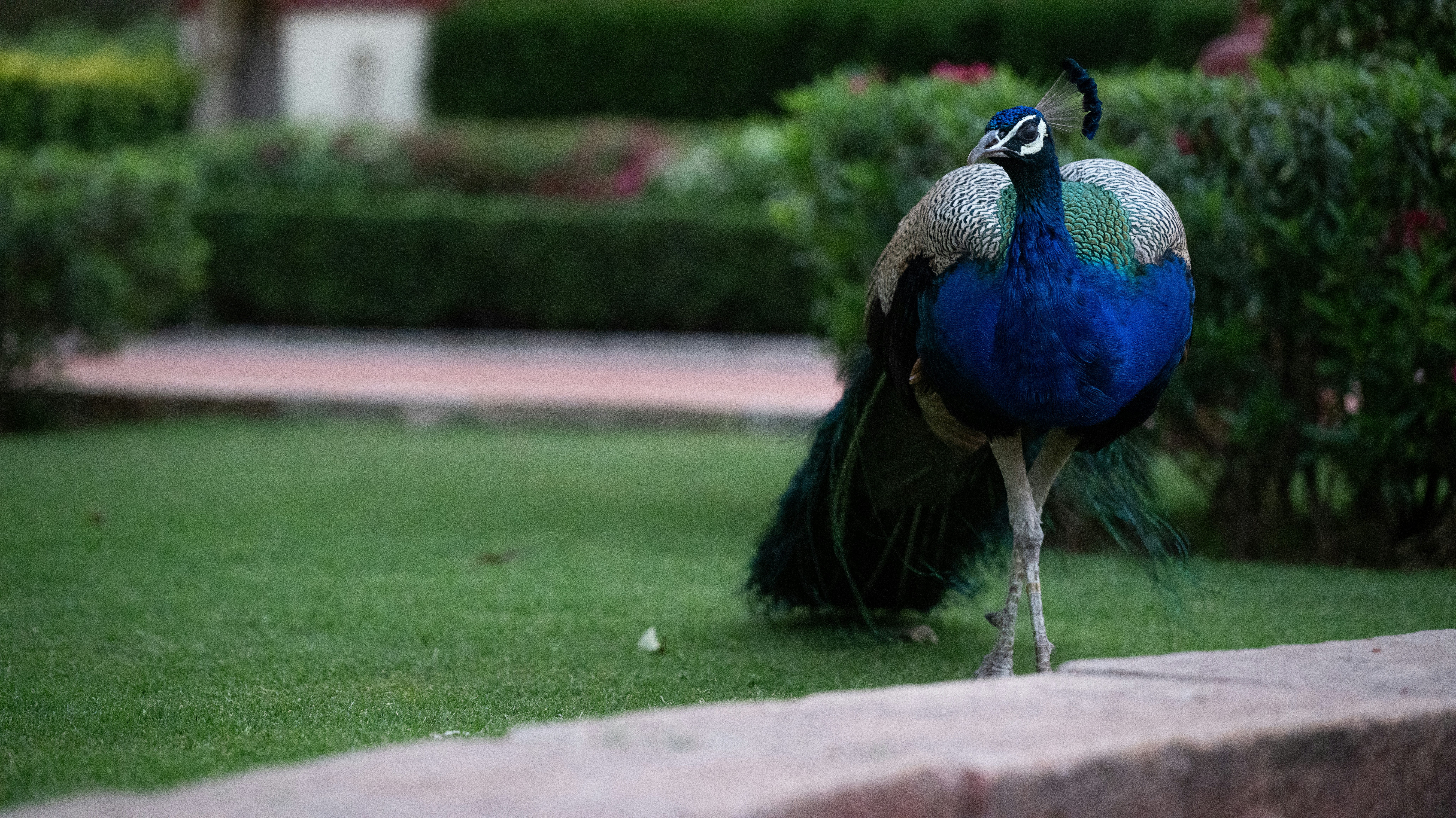Peacock Stride Across the Garden Verge