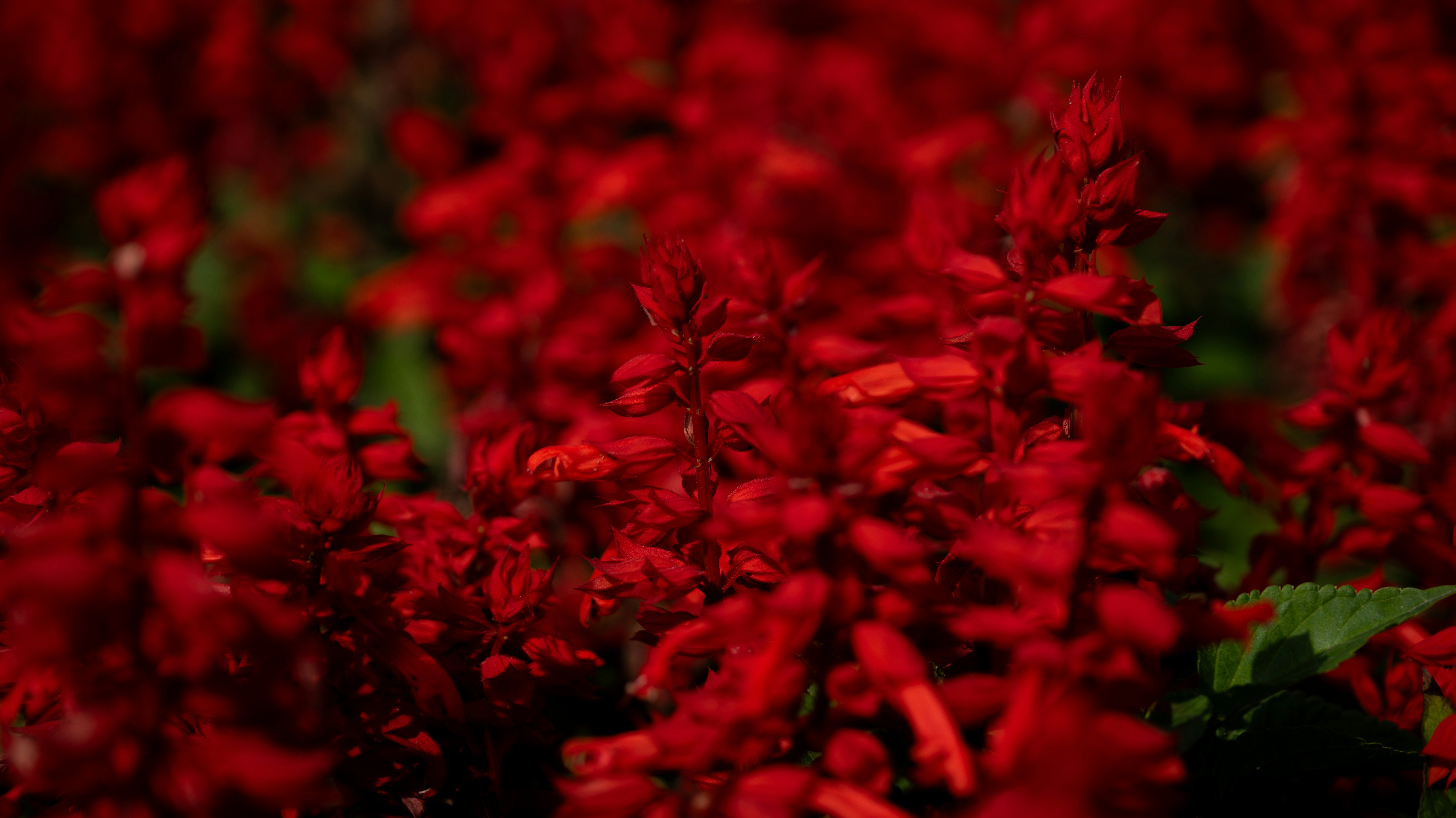 Crimson Velvet in Quiet Bloom: Red Petals with Velvet Bokeh