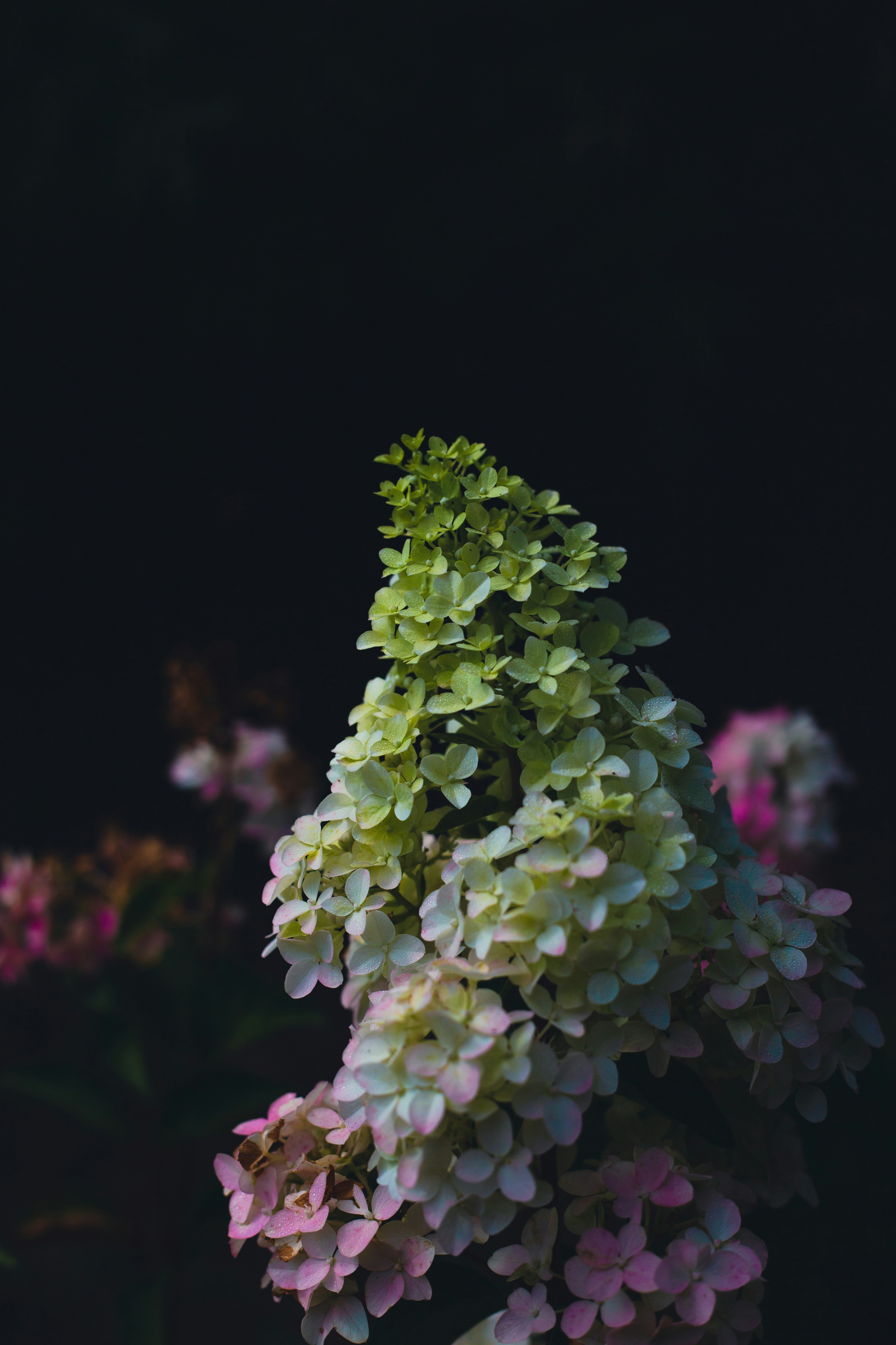 Whispers of Flora: An Elegance in Bloom