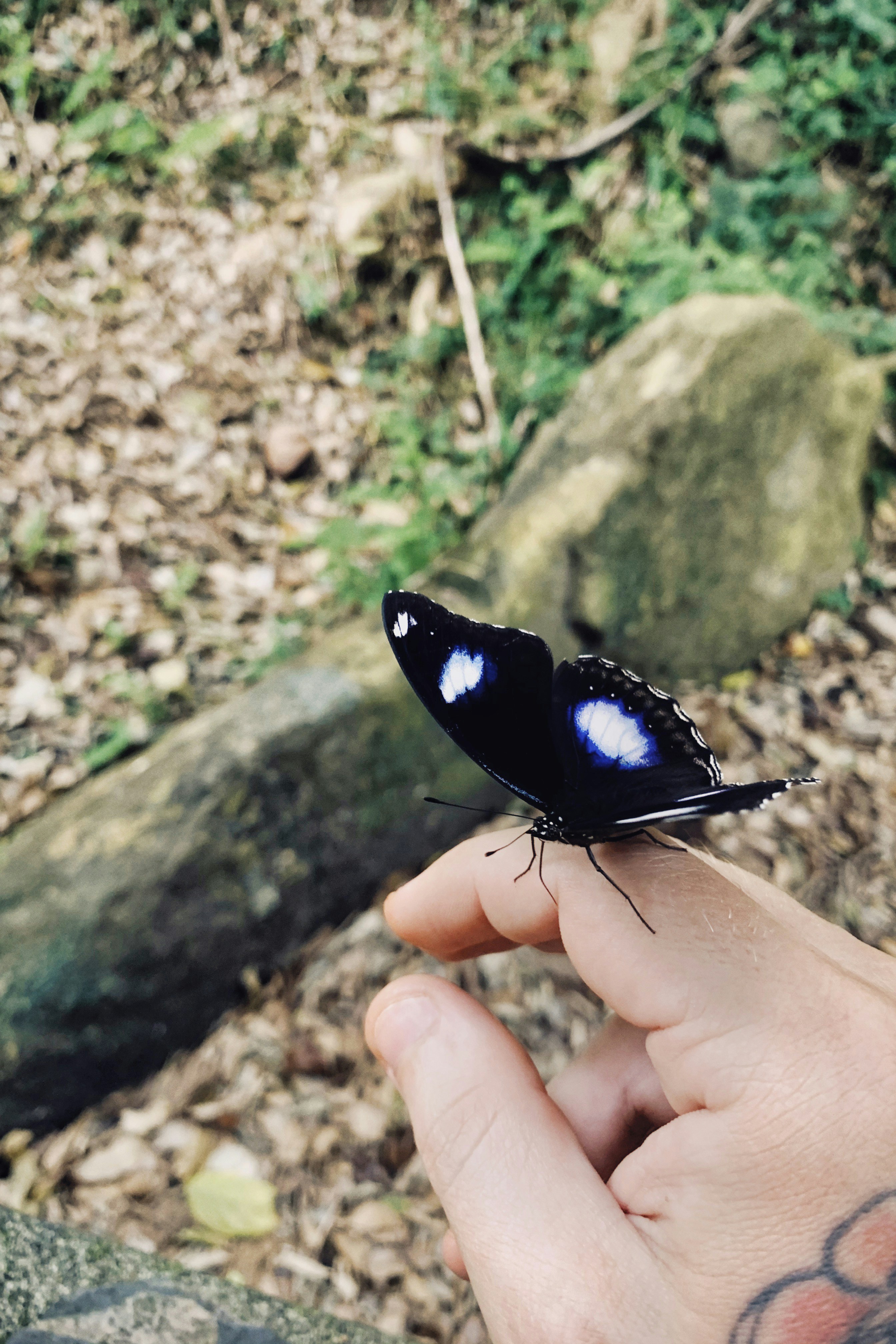 A butterfly rests on a person's finger.