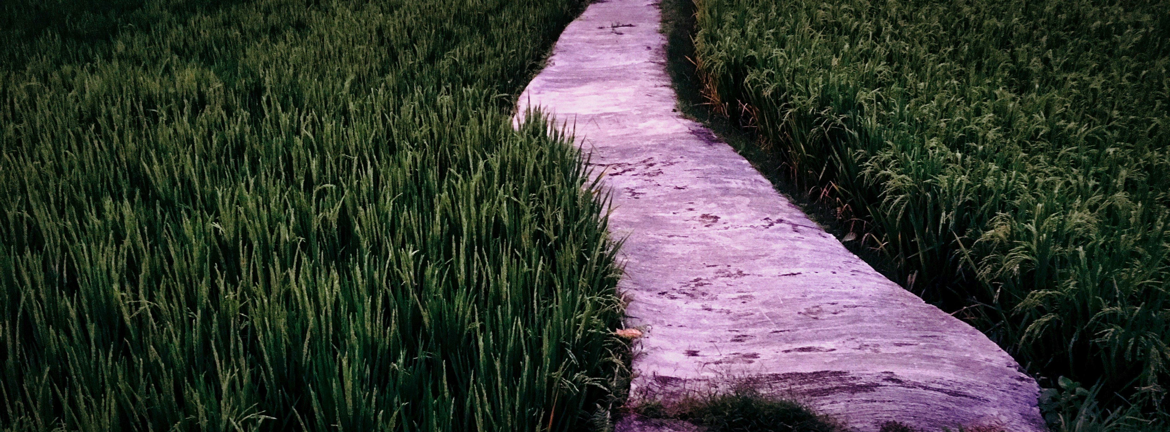 Lavender-tinged Path Through Verdant Crops