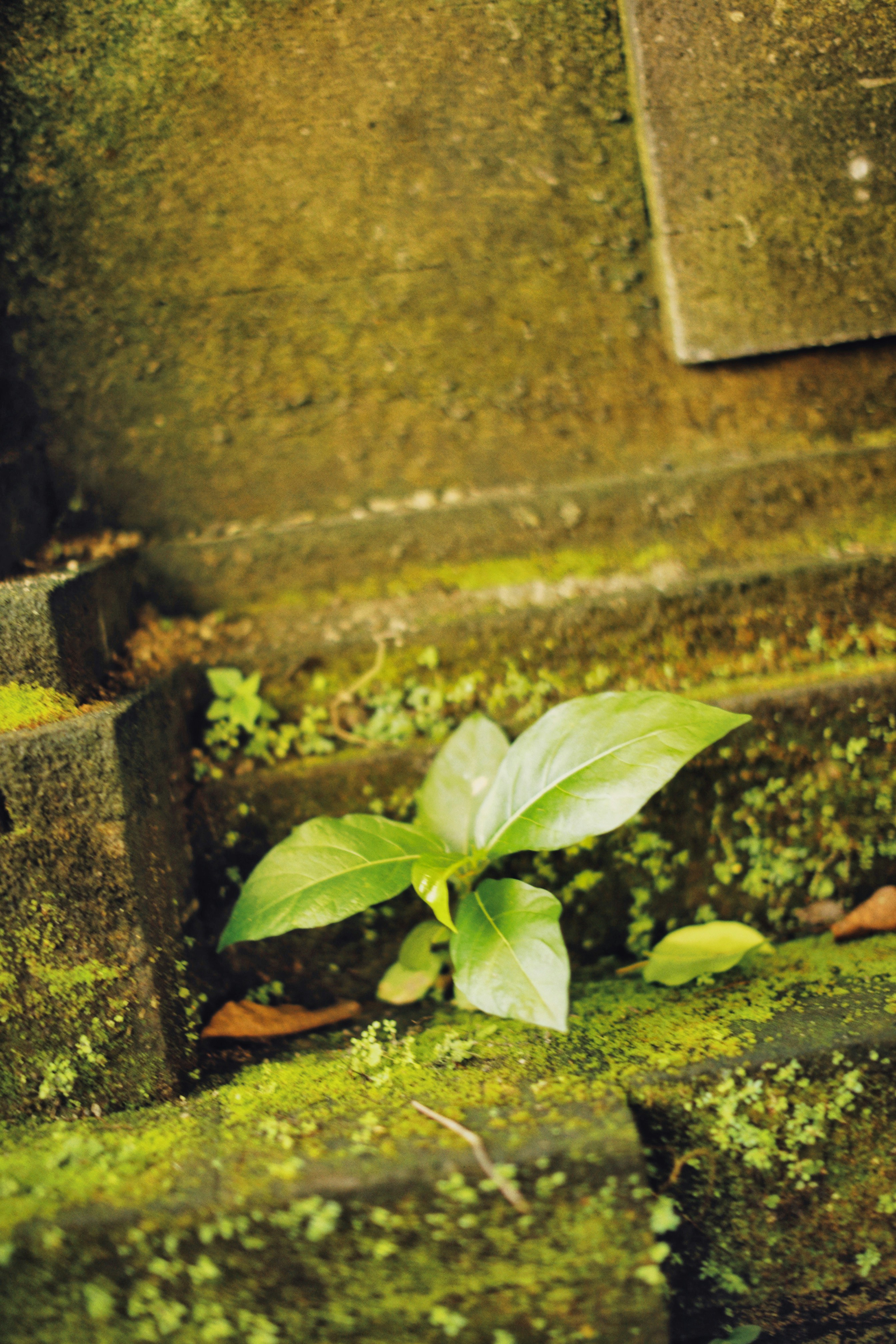 A green plant sprouts from old, mossy steps.