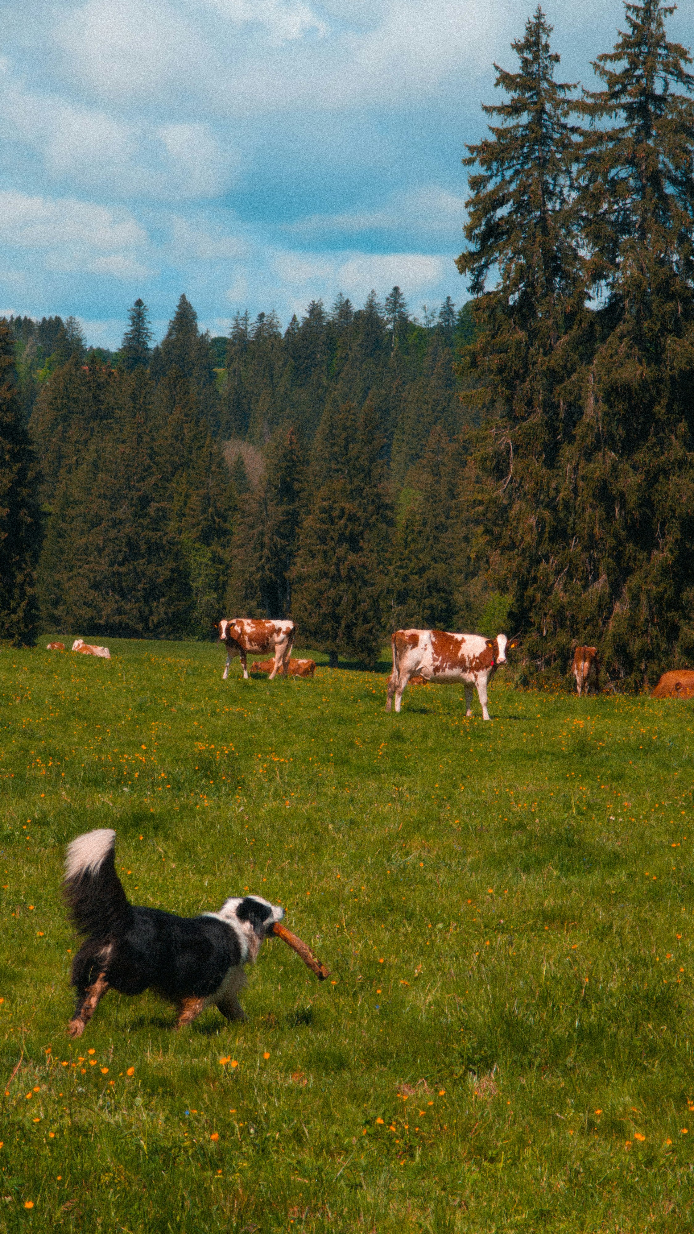 A dog runs through a field with cows.