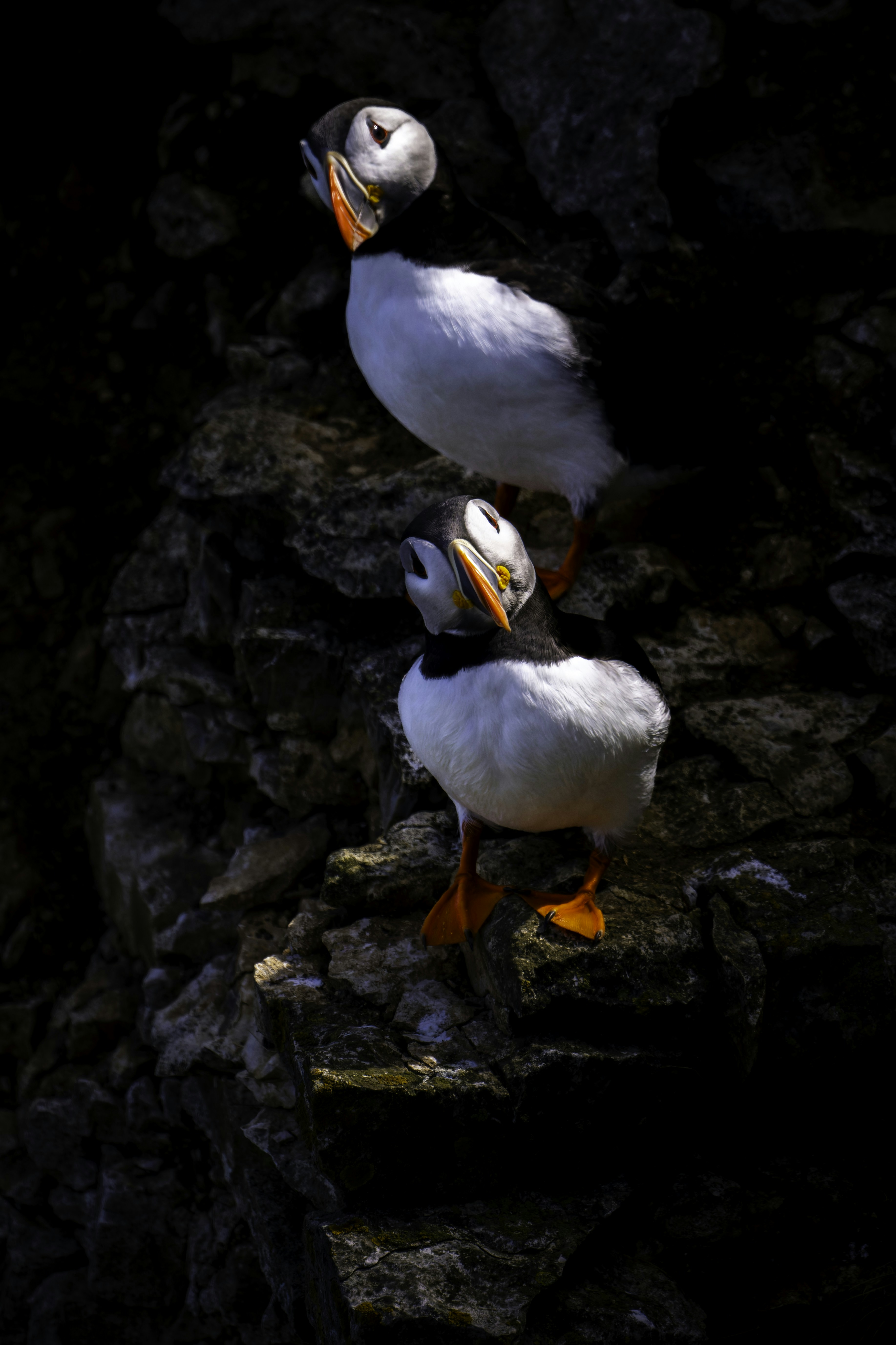 Two Puffins on Rough Black Rock Under Hidden Light