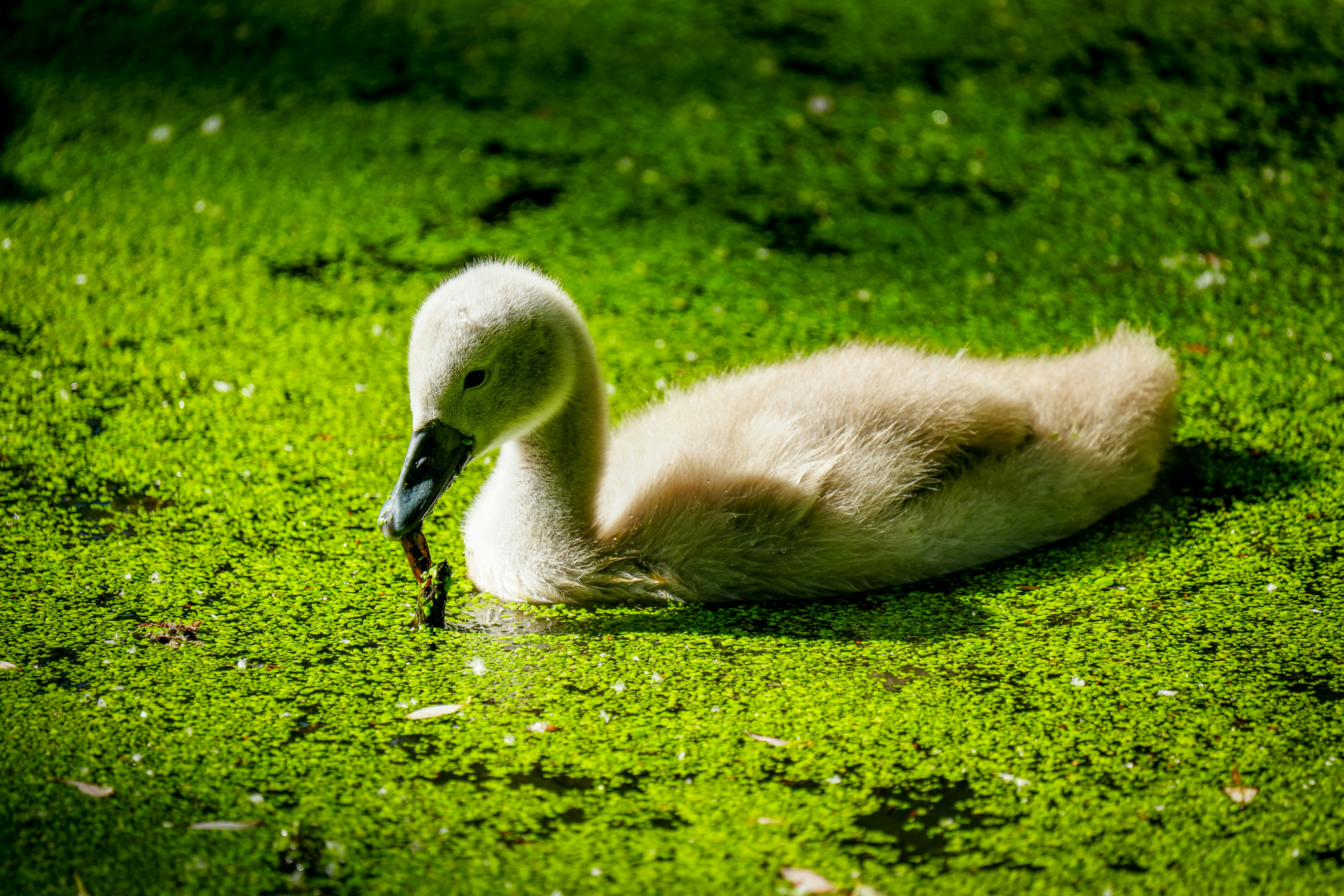 Emerald Drift: A Cygnet Glides Across a Sunlit Pond