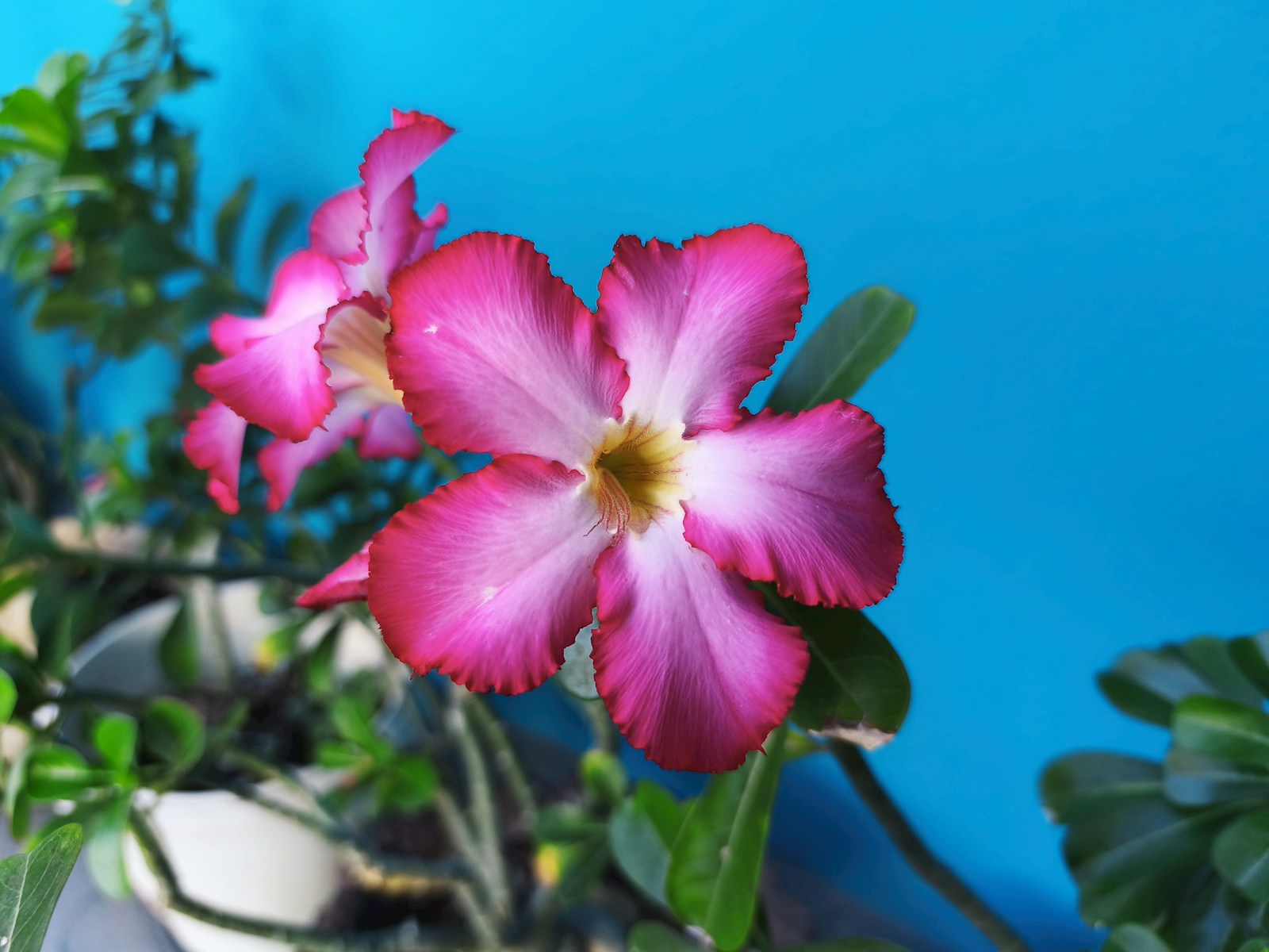 Xiaomi Redmi Note 14 Pro