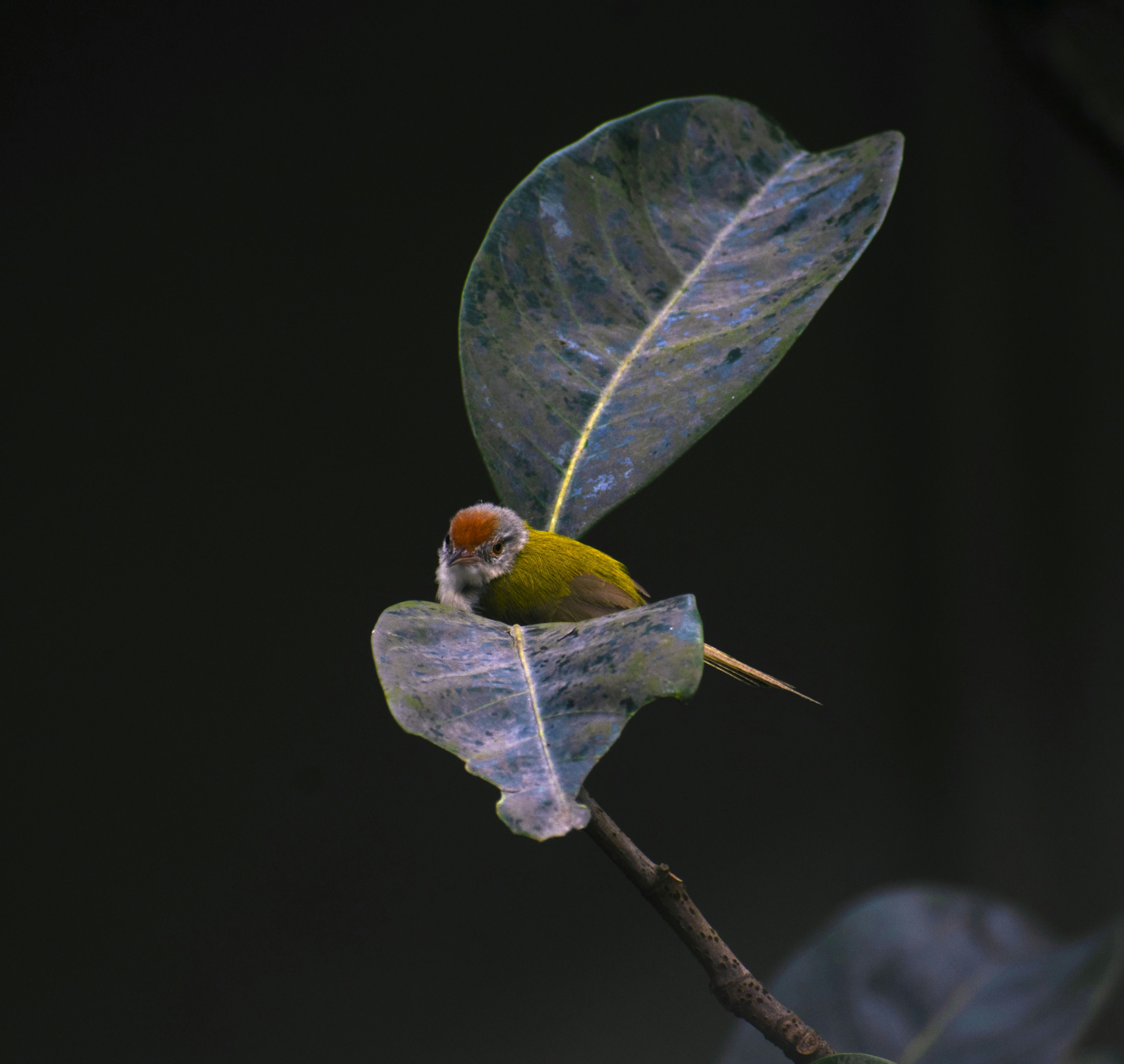Ember-Headed Finch on a Velvet Leaf in Shadow