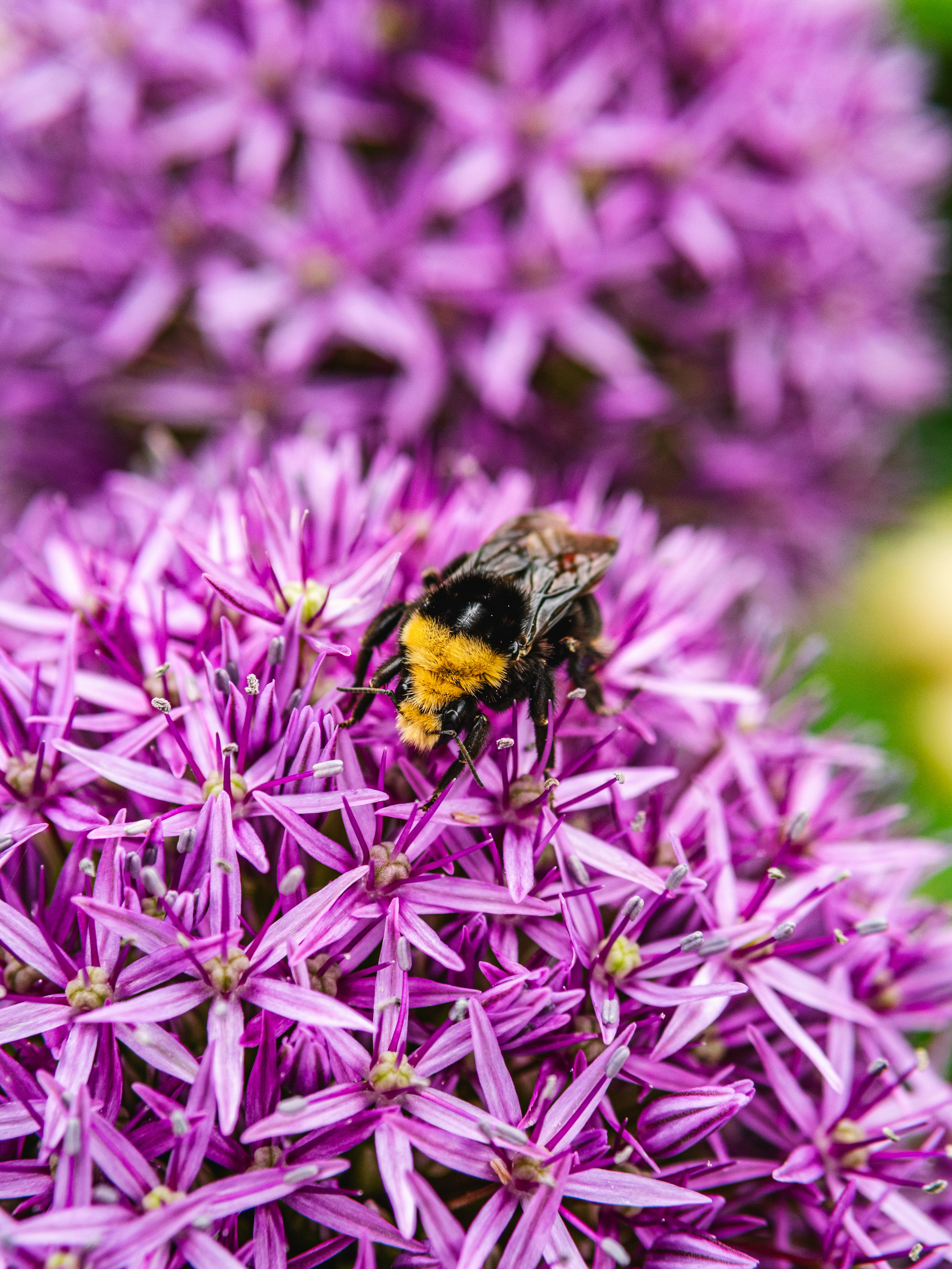 A bumblebee forages on vibrant purple allium flowers, showcasing the intricate relationship between pollinators and their floral environment.