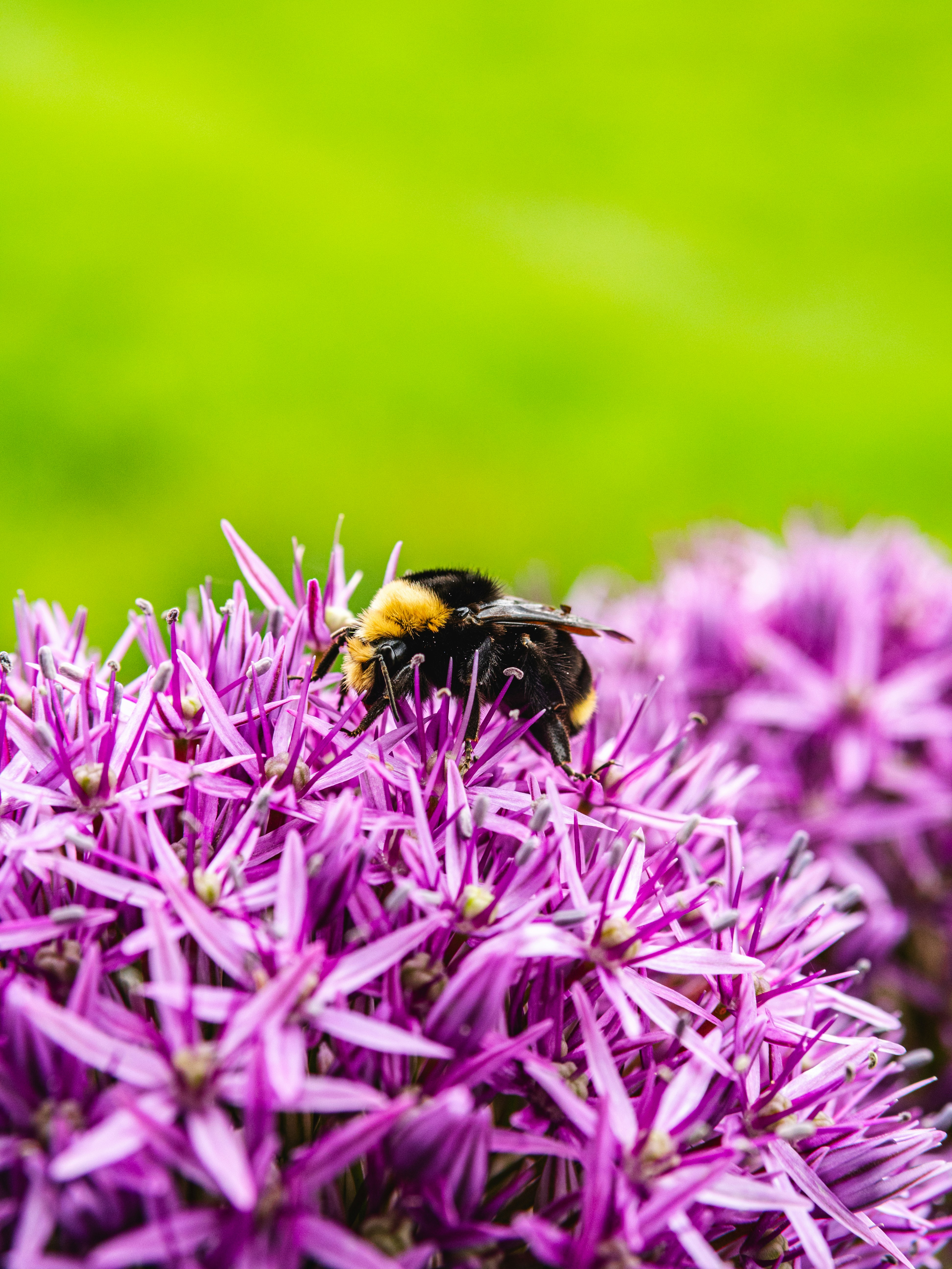 Bees and Bloom: A Yellow‑Banded Bee Resting Among Violet Spikes