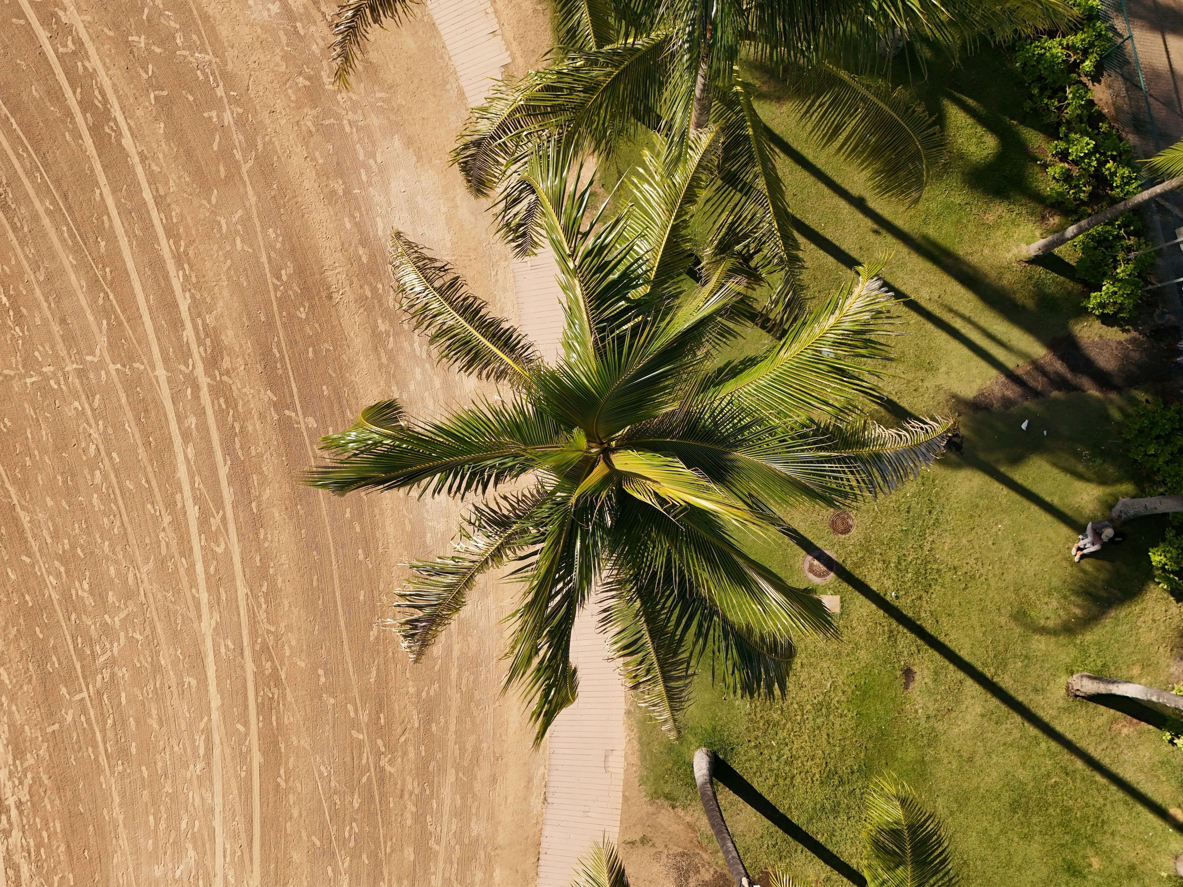 Lush palm tree casting shadows over a sandy pathway, showcasing the tranquility of a tropical landscape.