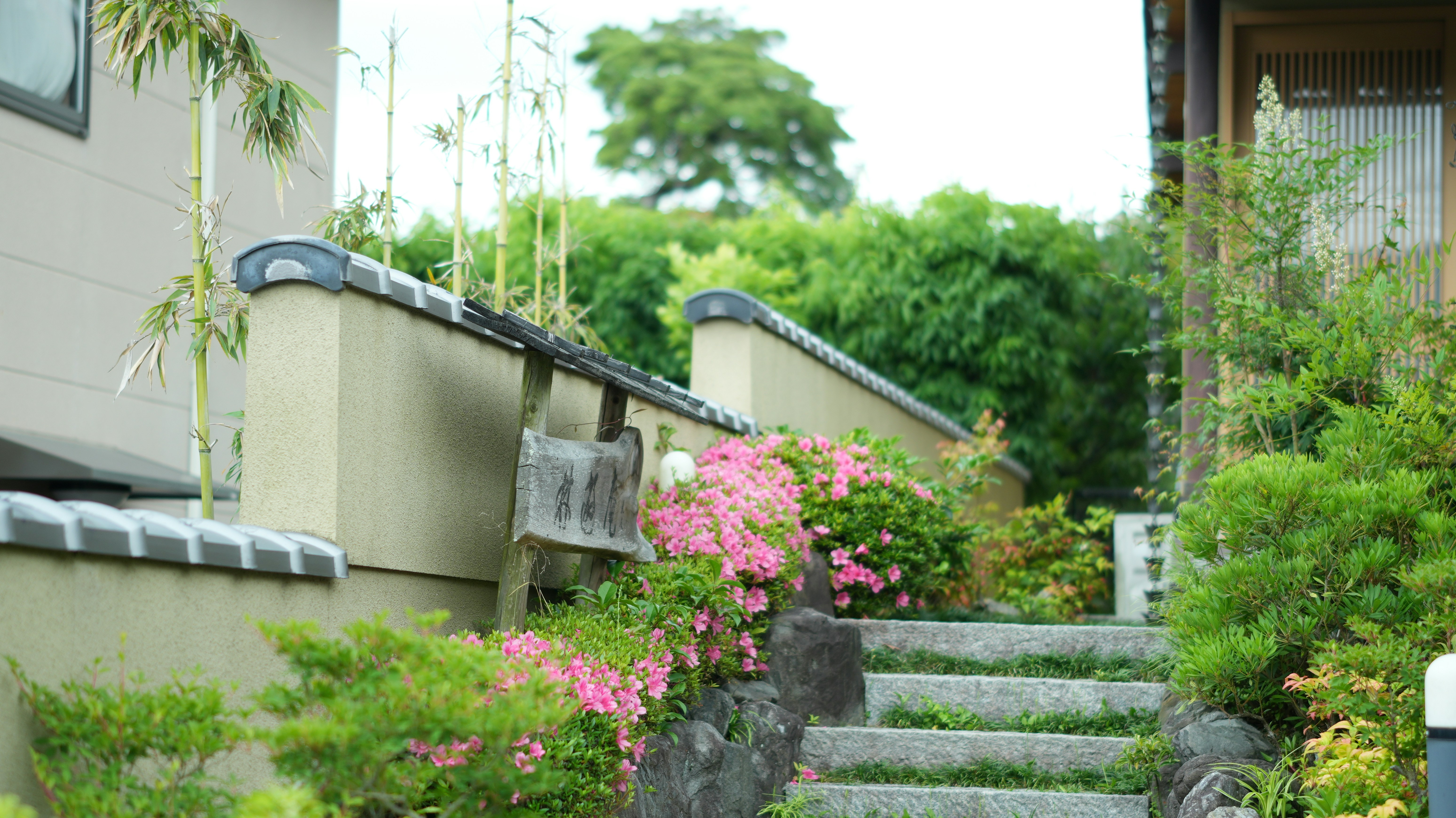 Serene Pathway Through Blossoming Greens