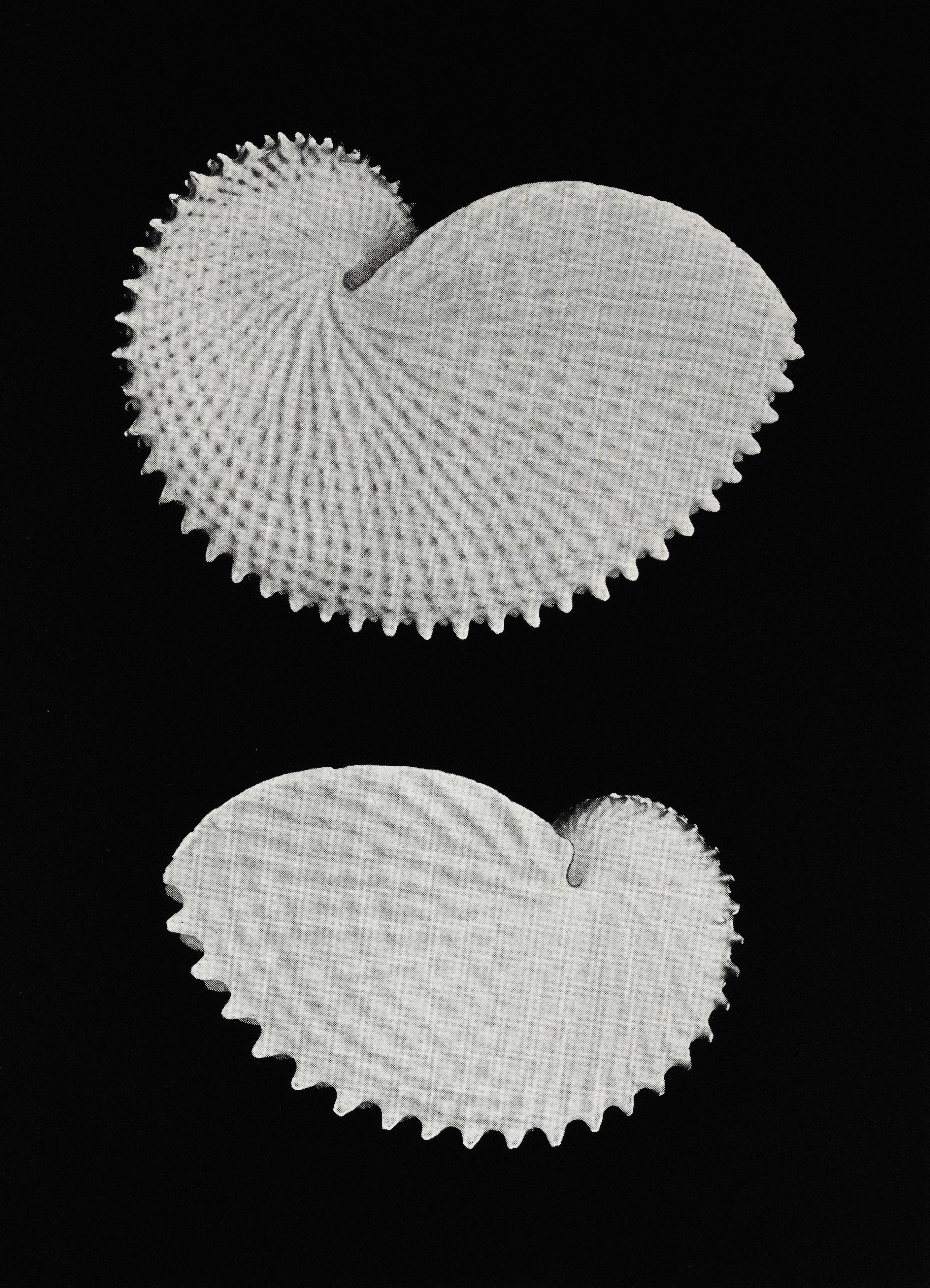 Two elegantly shaped seashells displayed against a black background, showcasing their unique textures and forms.