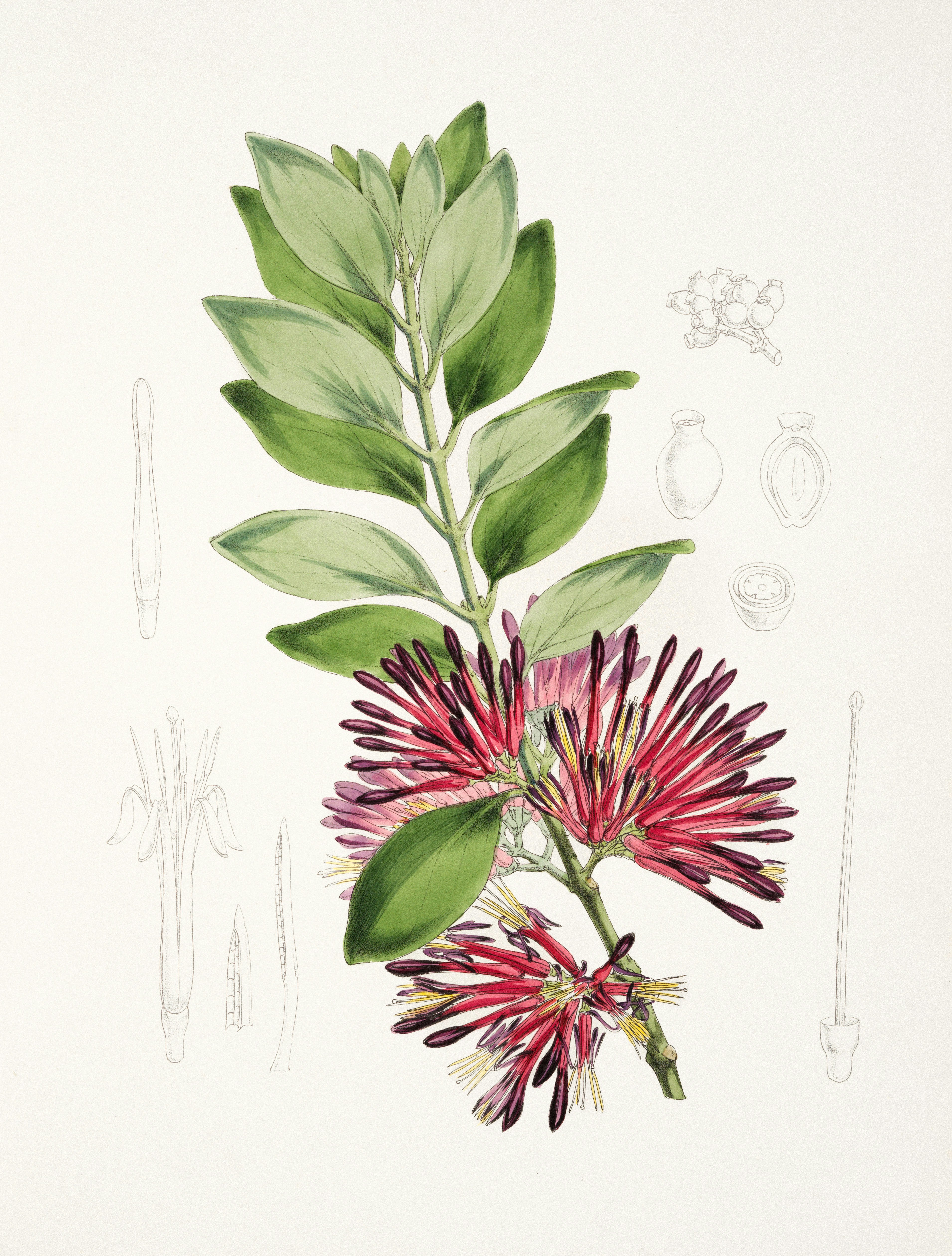 Flora vitiensis: a description of the plants of the Viti or Fiji islands, with an account of their history, uses, and properties Book by Seemann, Berthold, 1825-1871. Plates illustrated by Fitch, W. H. (Walter Hood), 1817-1892. Published in London, by L. Reeve in 1865-73. www.biodiversitylibrary.org/bibliography/455 www.aucklandmuseum.com/discover/collections/record/1175279