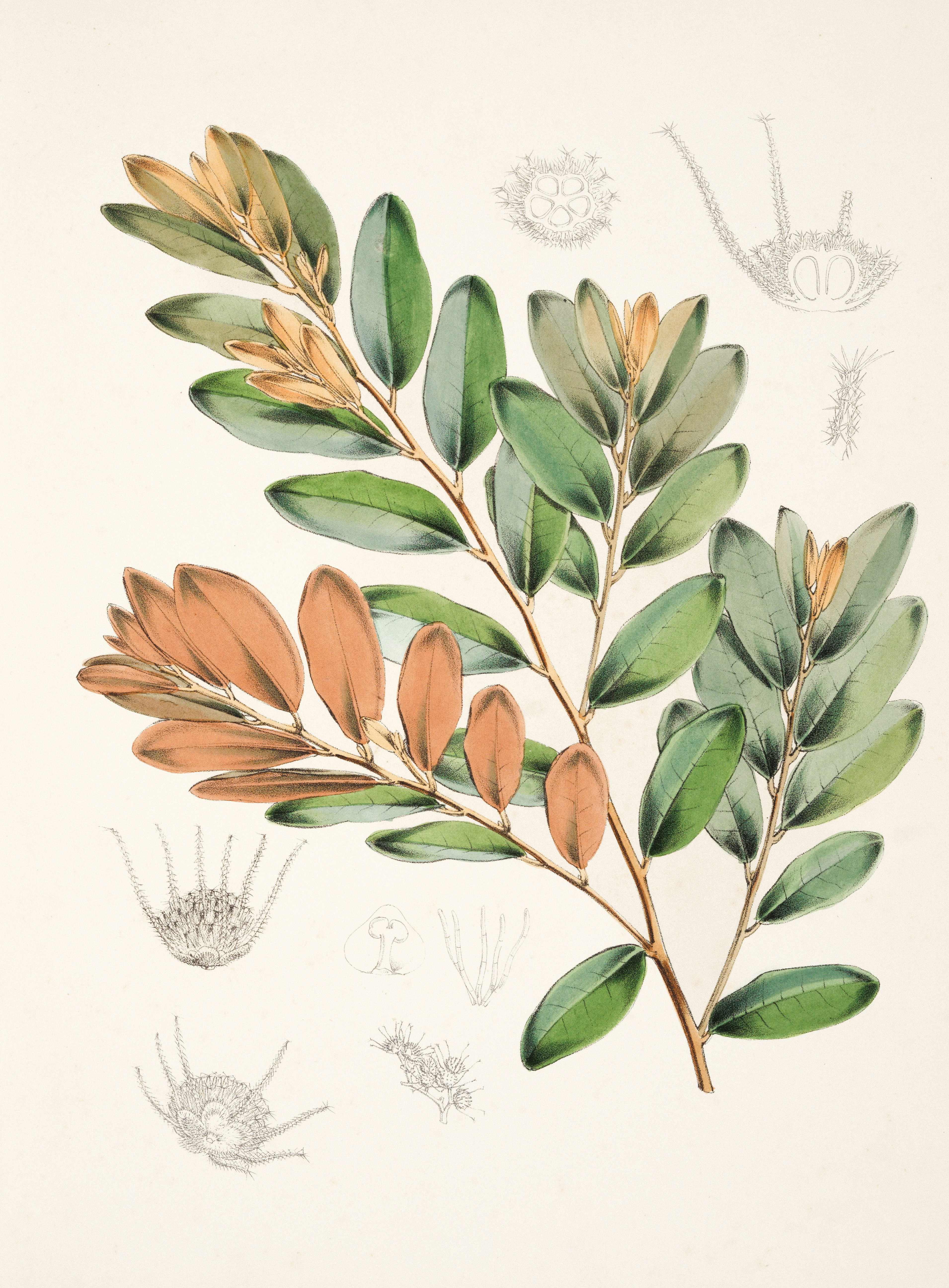 Flora vitiensis: a description of the plants of the Viti or Fiji islands, with an account of their history, uses, and properties Book by Seemann, Berthold, 1825-1871. Plates illustrated by Fitch, W. H. (Walter Hood), 1817-1892. Published in London, by L. Reeve in 1865-73. www.biodiversitylibrary.org/bibliography/455 www.aucklandmuseum.com/discover/collections/record/1175279