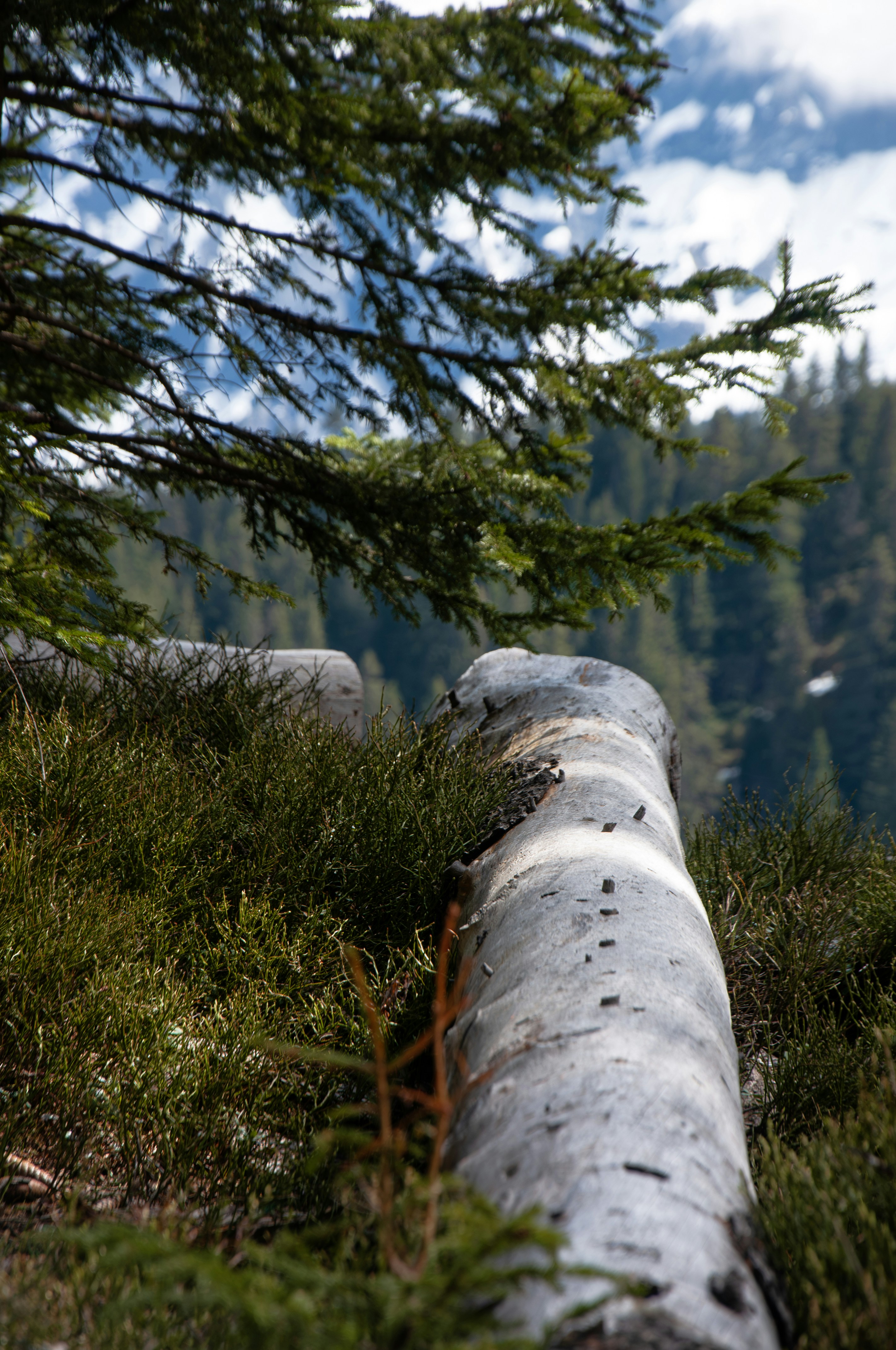 Diagonals of Silence: A Birch Log Anchoring a Pineside Alpine Vista