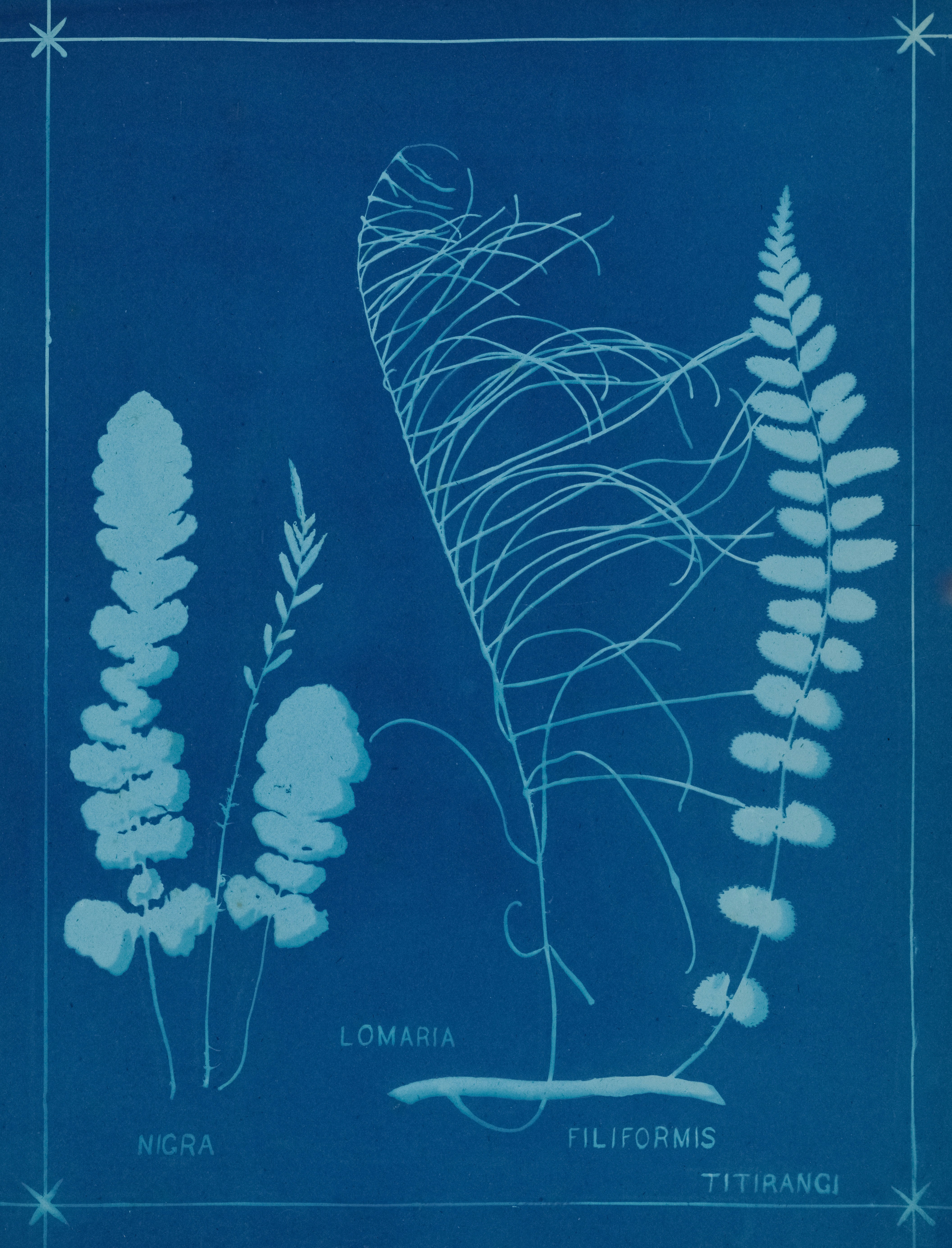 New Zealand Ferns Book illustrated by Dobbie, H. B. (Herbert Boucher), 1852–1940. Published in Auckland, New Zealand, Dobbie, H. B, 1880. www.biodiversitylibrary.org/bibliography/165179 www.aucklandmuseum.com/discover/collections/record/1201585