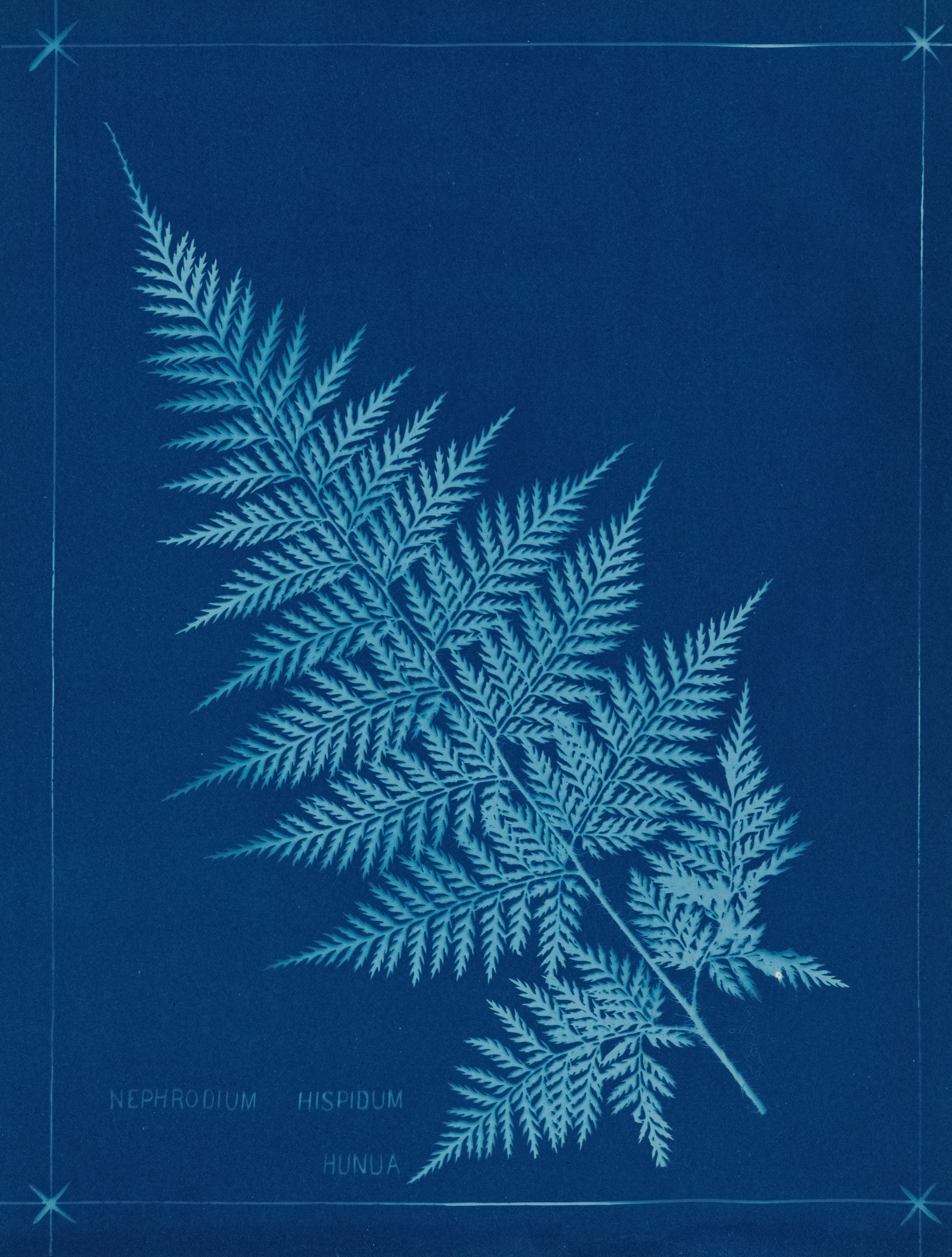 Cyanotype print featuring a detailed fern leaf against a deep blue background, showcasing the intricate patterns of nature. The botanical study highlights the beauty of Nephrodium hispidum.