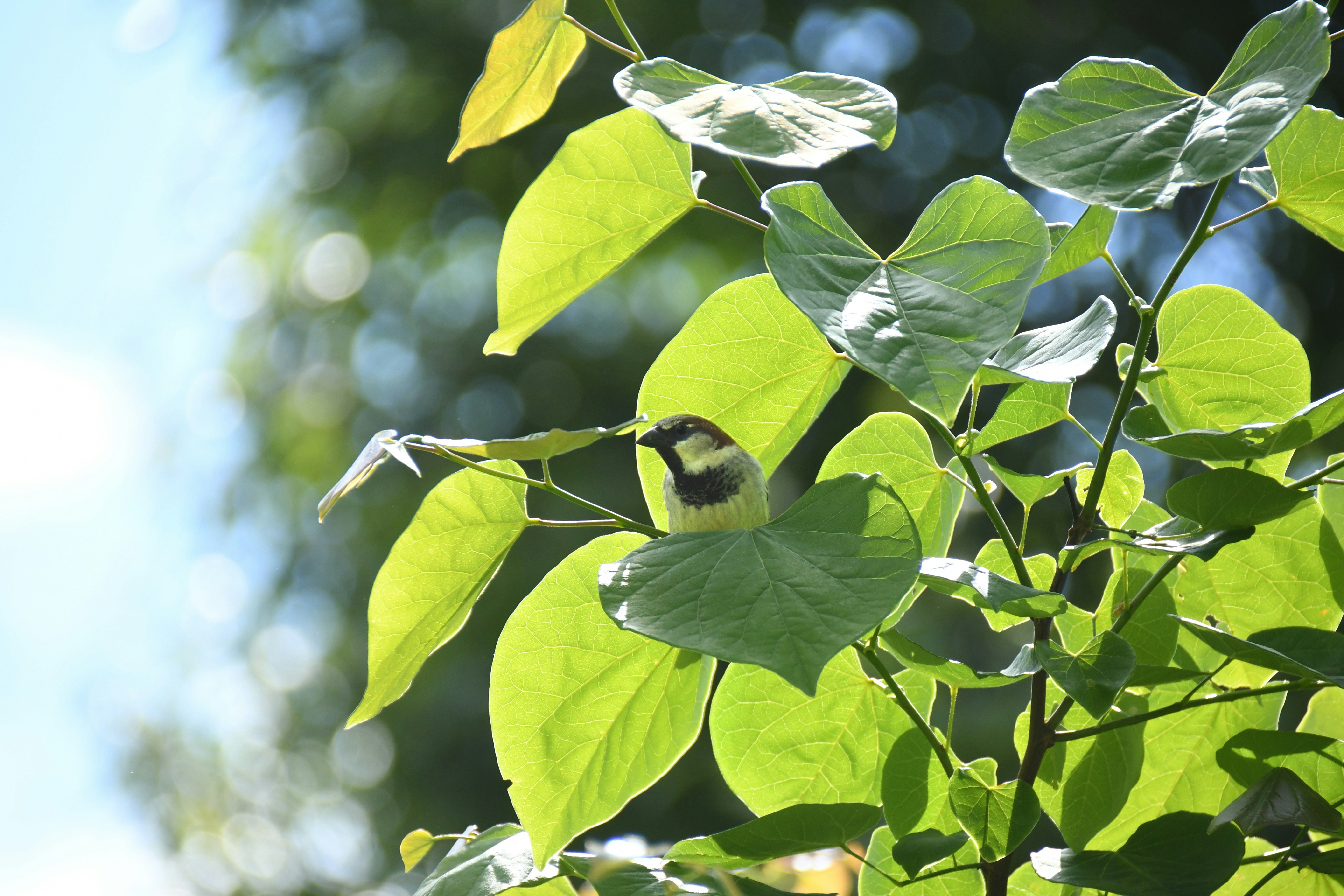 Photo by Opal Siegal with Nikon D500