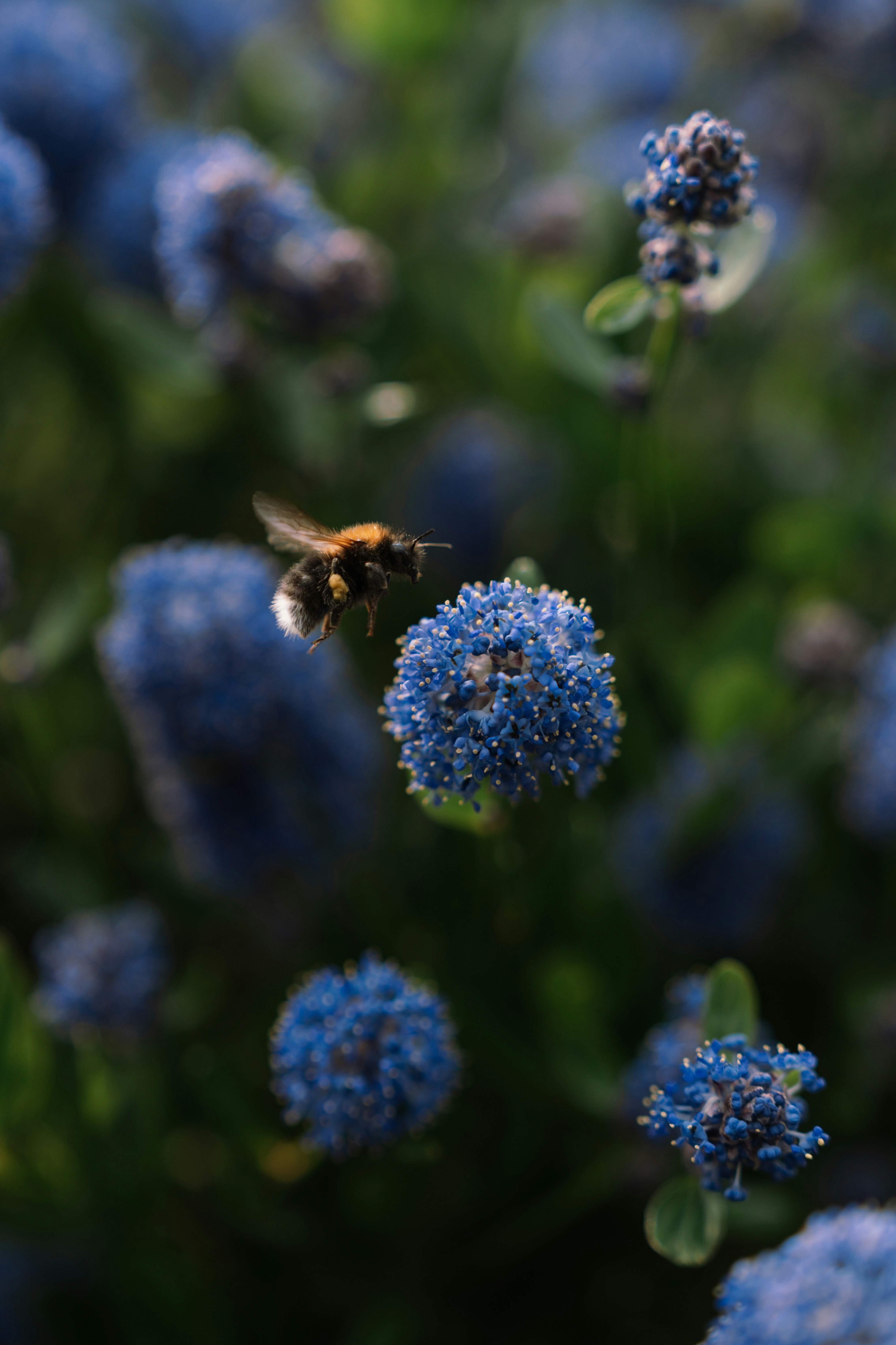 Photo by Al Elmes with Sony Alpha 7 IV