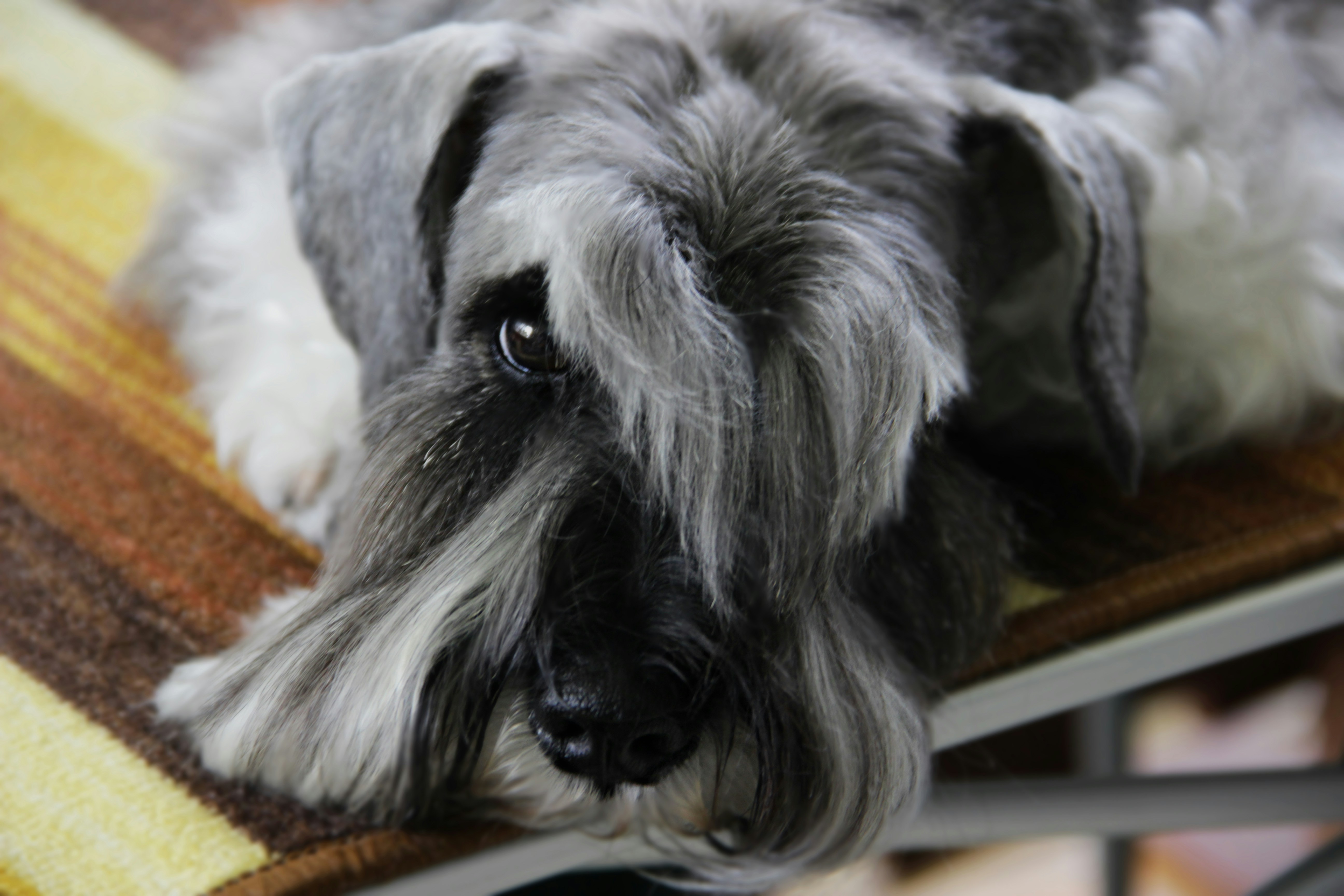 Close-Up Gaze: Schnauzer Portrait on a Striped Rug