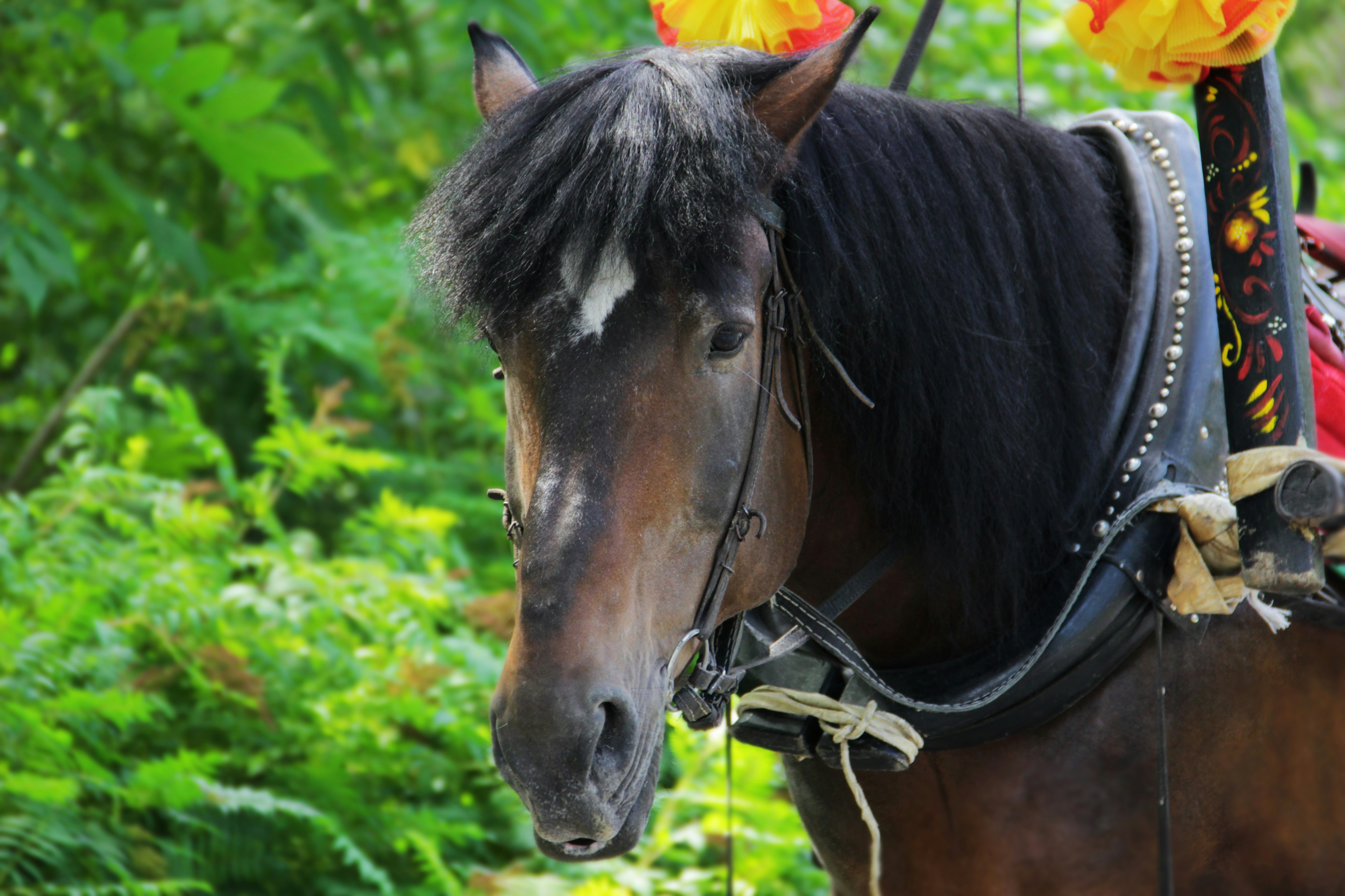 Verdant Gaze: A Horse Portrait with Tassels in a Sunlit Clearing
