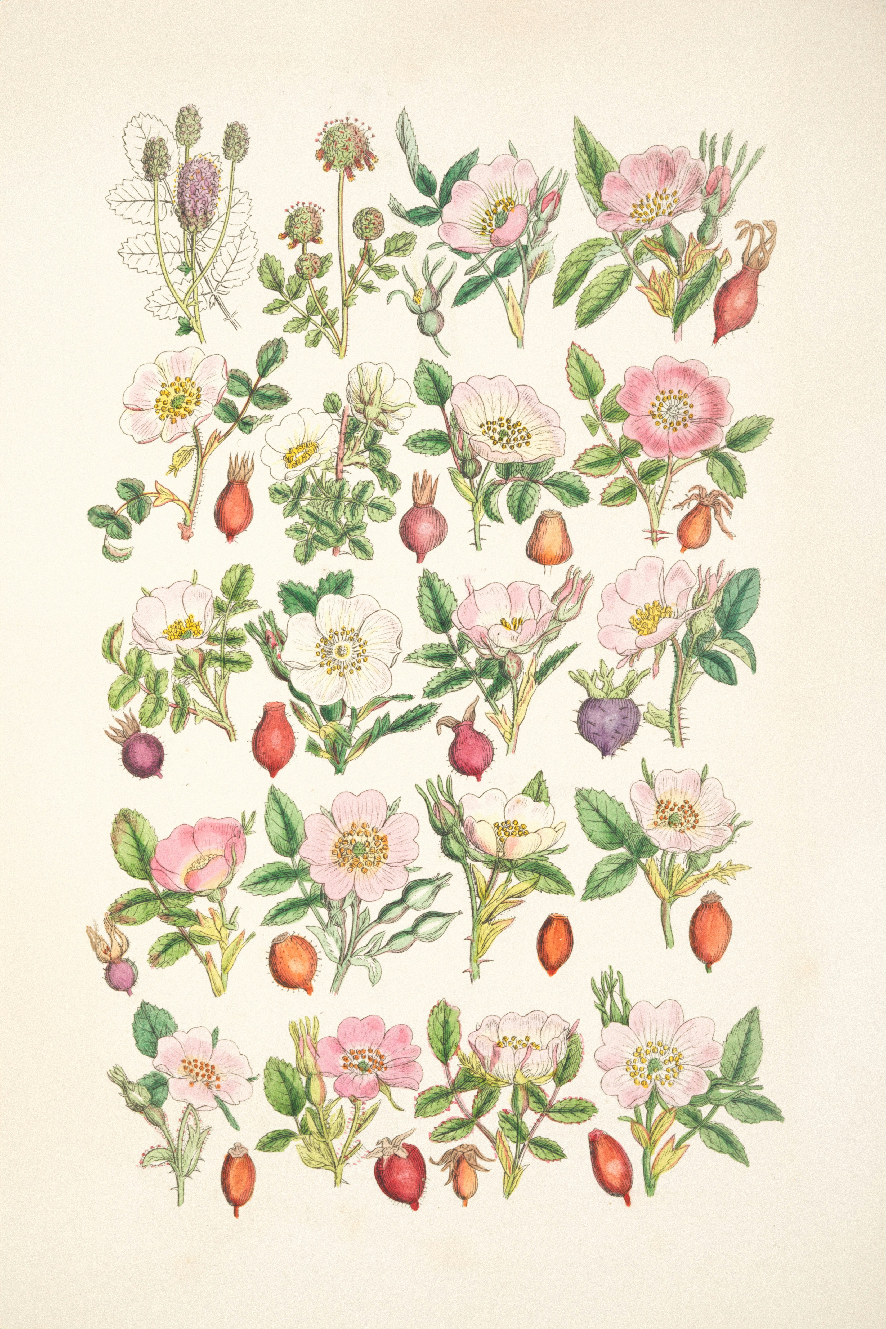 A vibrant collection of various flowers and their parts, intricately illustrated in a grid layout. This botanical illustration showcases the beauty and diversity of floral species.