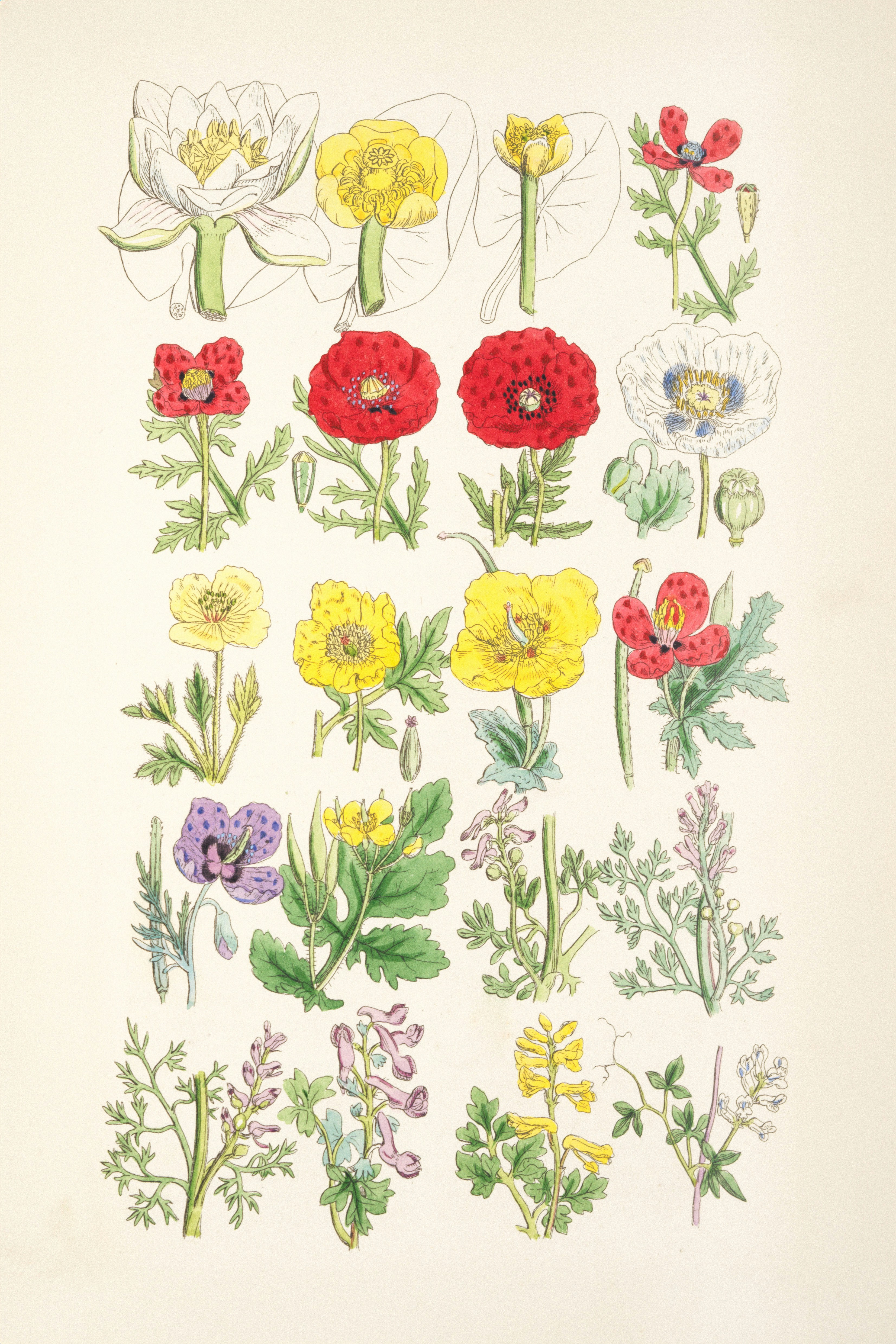 British Wild Flowers Book illustrated by Sowerby, John E. (John Edward), 1825-1870. Described with an introduction and a key to the natural orders by Johnson, C. Pierpoint (Charles Pierpoint), 1893. Published in London by Sowerby, 1860. www.biodiversitylibrary.org/bibliography/182783 www.aucklandmuseum.com/discover/collections/record/1164594