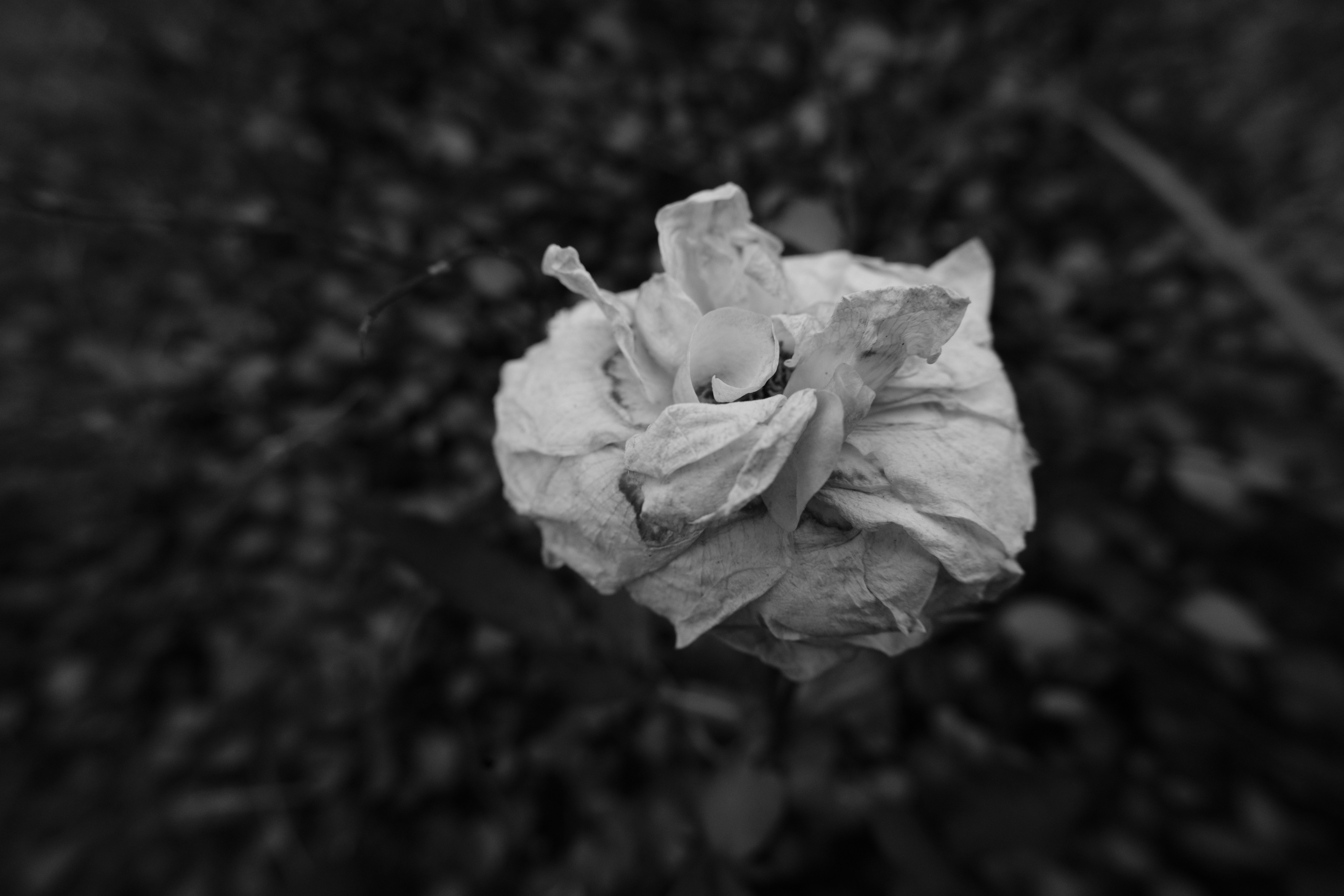 A crumpled, dead flower lies on the ground. photo – Free Flower Image ...