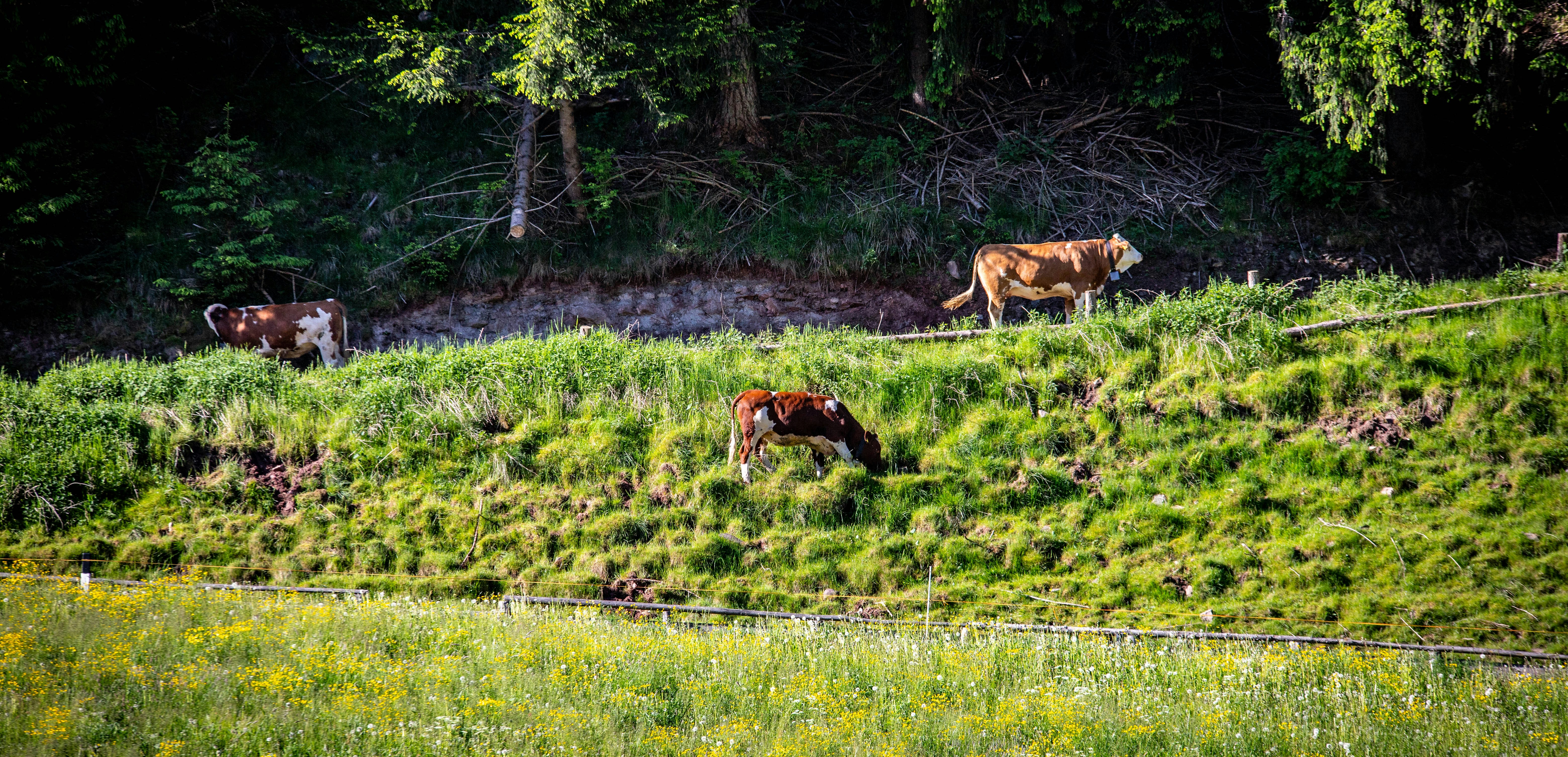 Pasture Herd in Gentle Slope under Dappled Sunlight