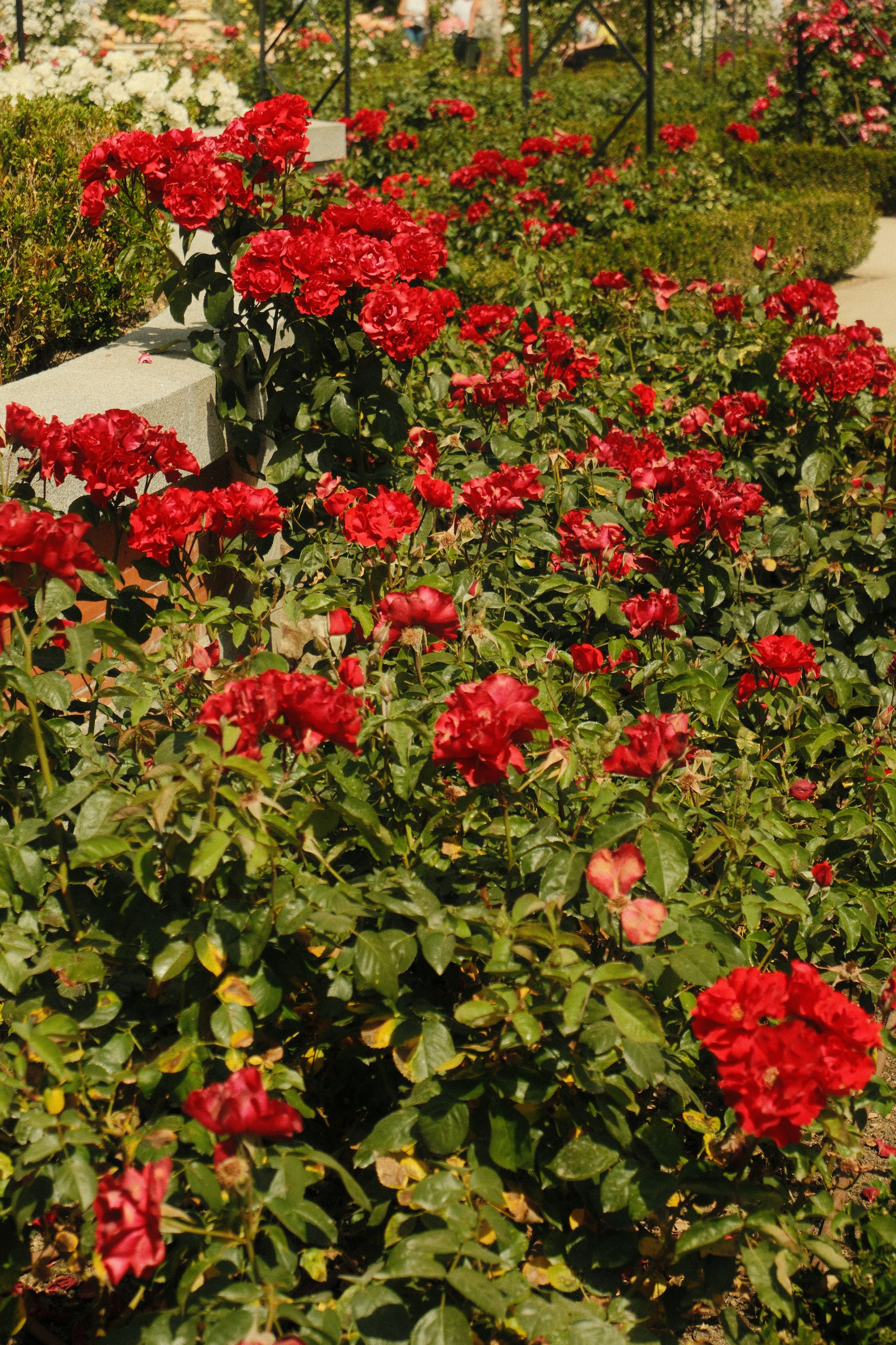 Crimson Blooms Amidst Lush Greenery